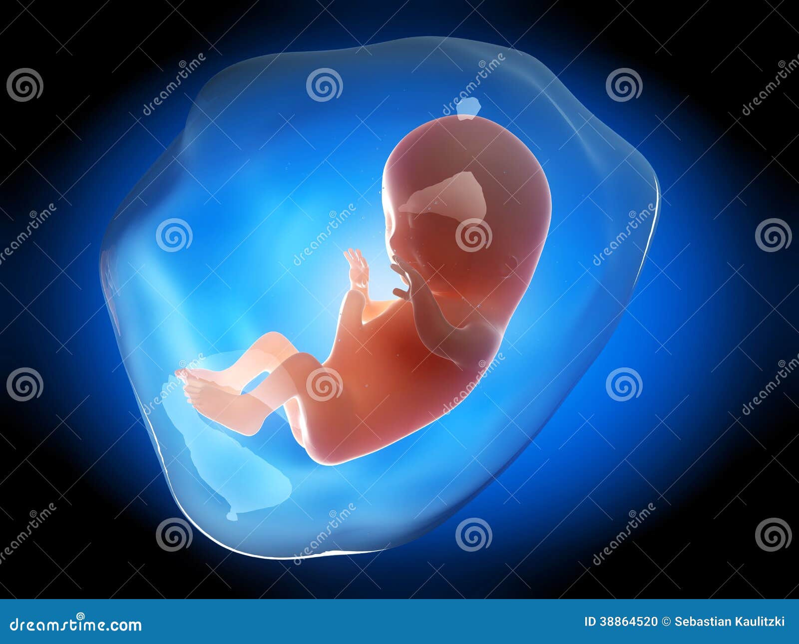 Mes humano 3 del feto stock de ilustración. Ilustración de trimestre ...