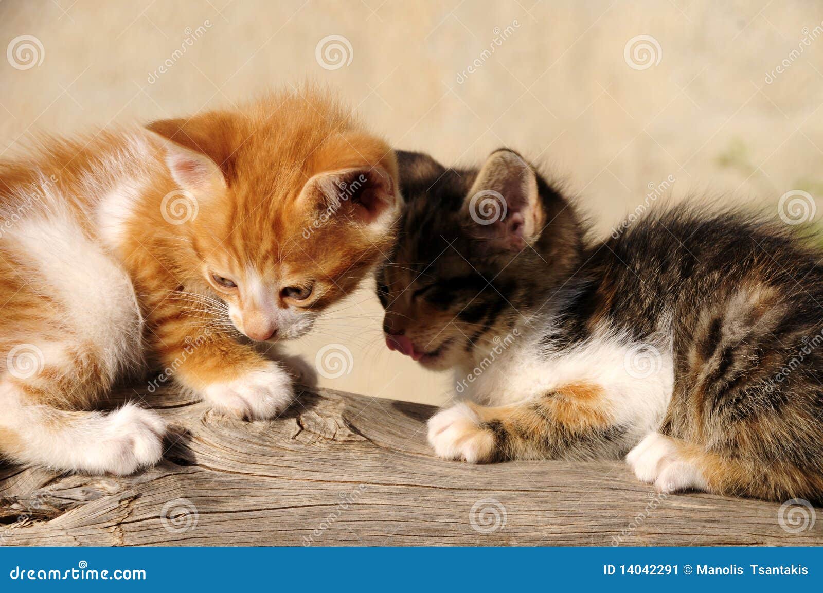 Mes petits chats image stock. Image du domestique, chat - 14042291