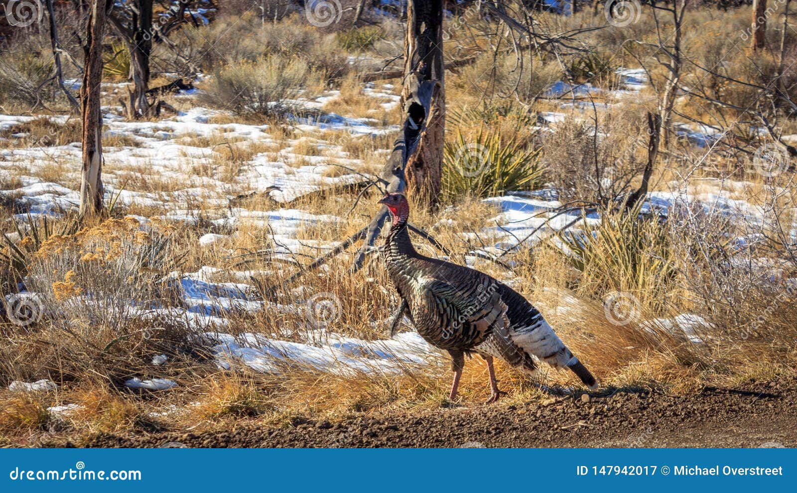 Mesa Verde Turkey stock image. Image of feathers, male - 147942017