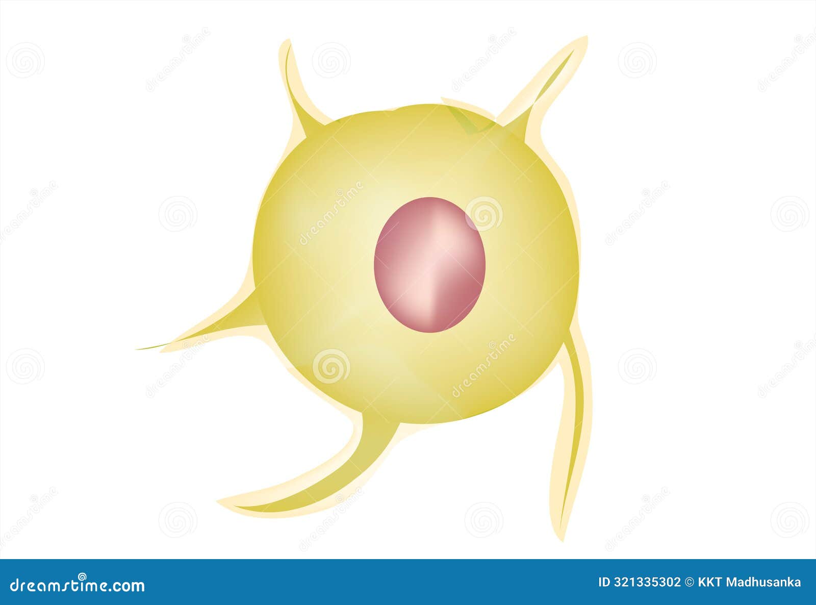 Mesenchymal Stem Cells. Stem Cell Structure. Vector Illustration On ...