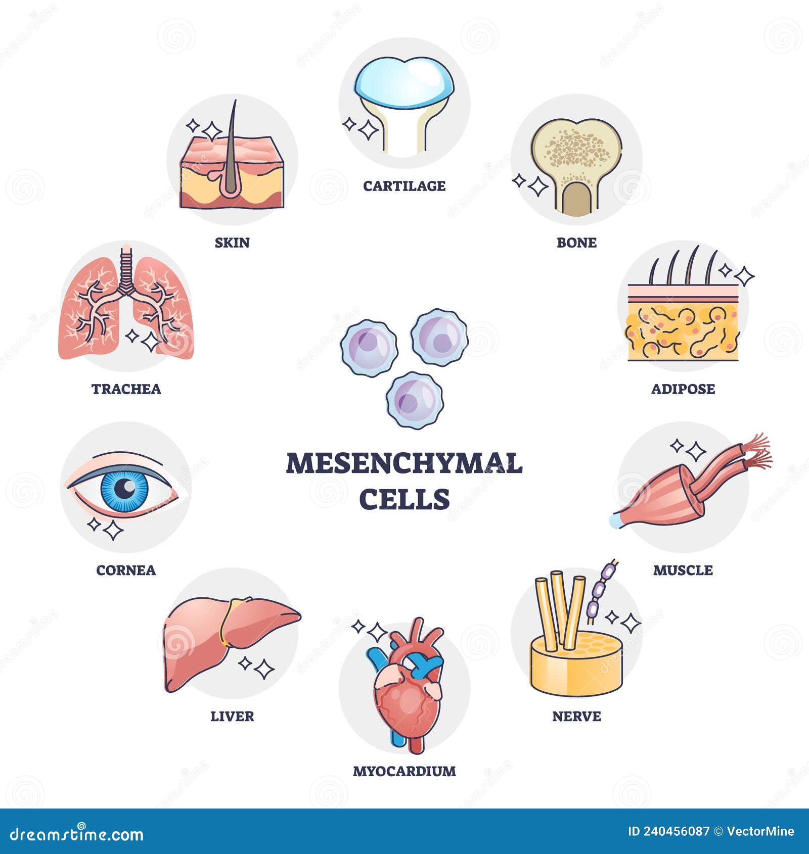 Mesenchymal Stem Cells Multiple Differentiation Potential Outline ... Mesenchymal Stem Cells Multiple Differentiation Potential Outline ...