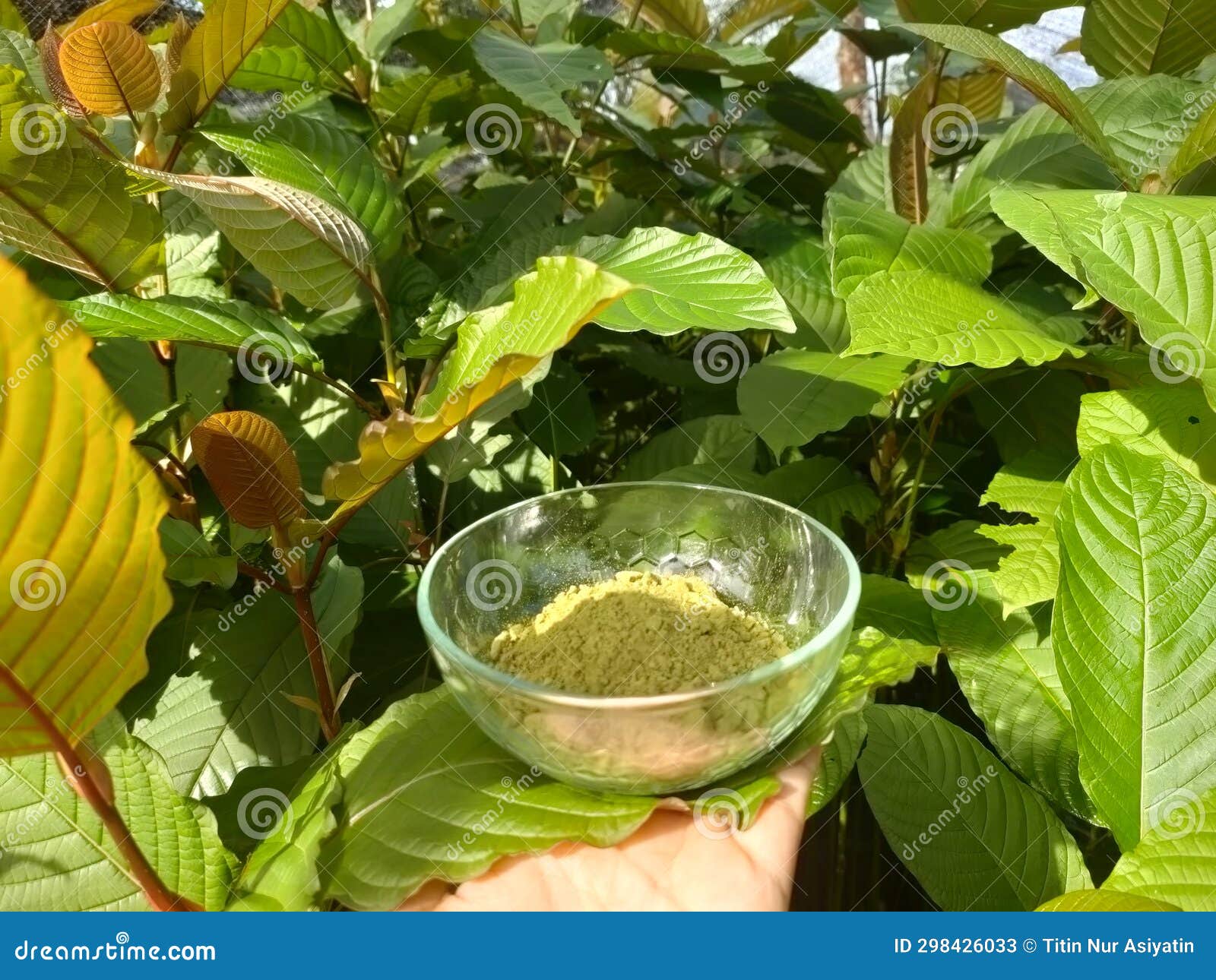 200 Mesh Kratom Powder Super Tiny Powder Mitragyna Speciosa and the ...