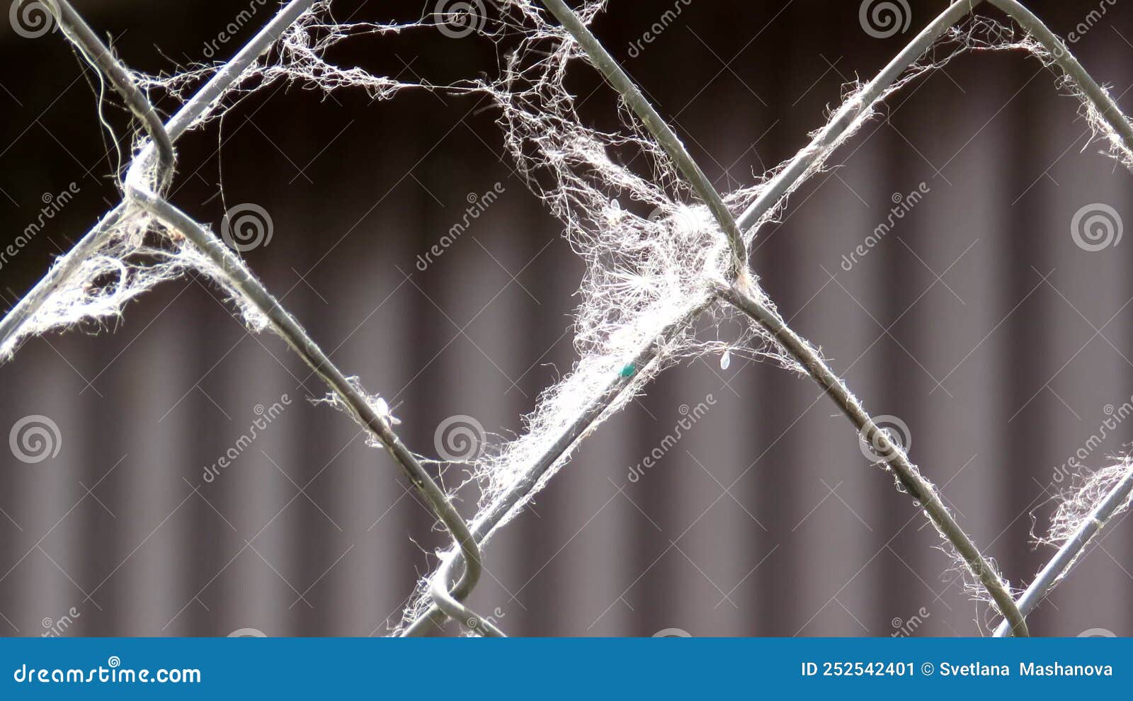 Mesh Metal Fence Structure with Branches and Cobwebs, the Web Develops ...