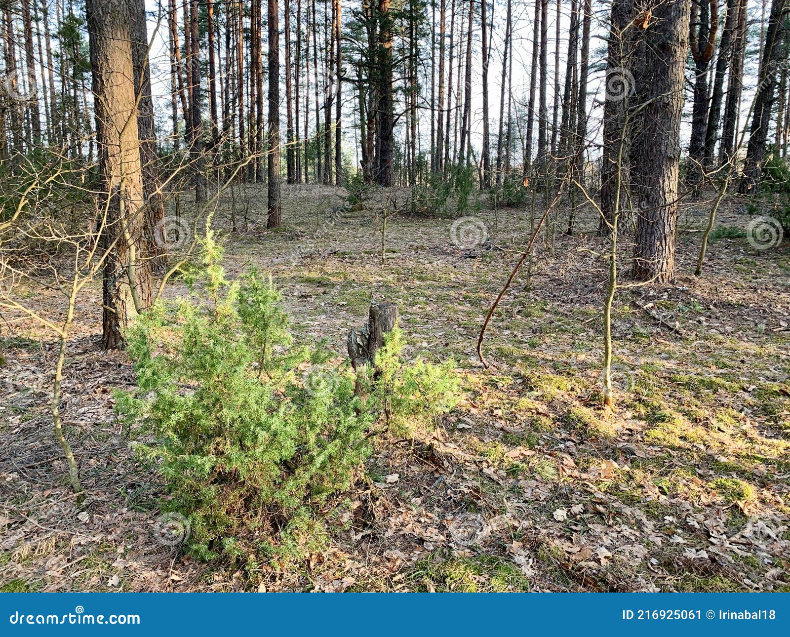 Meshchera, Spring Forest in the Morning . Russia Stock Image - Image of ...