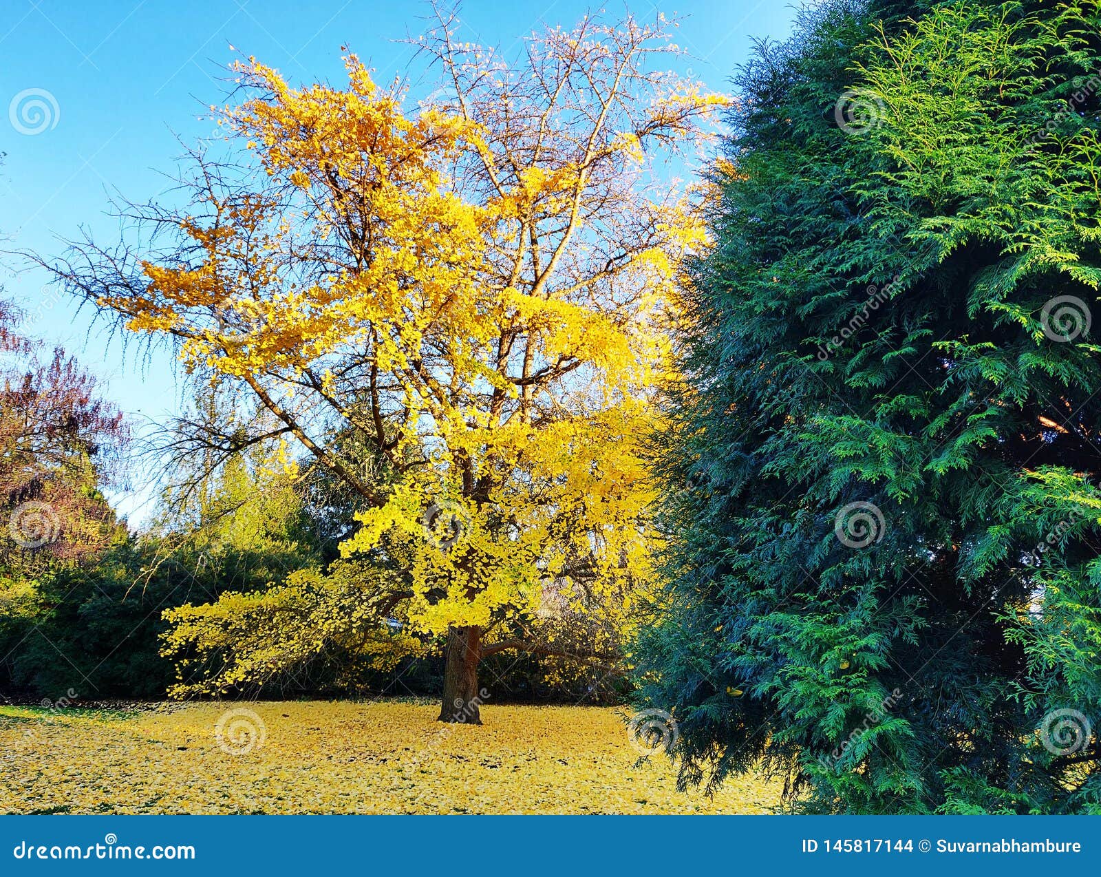 Beautiful Yellow and Green Trees Stock Photo - Image of beautiful ...