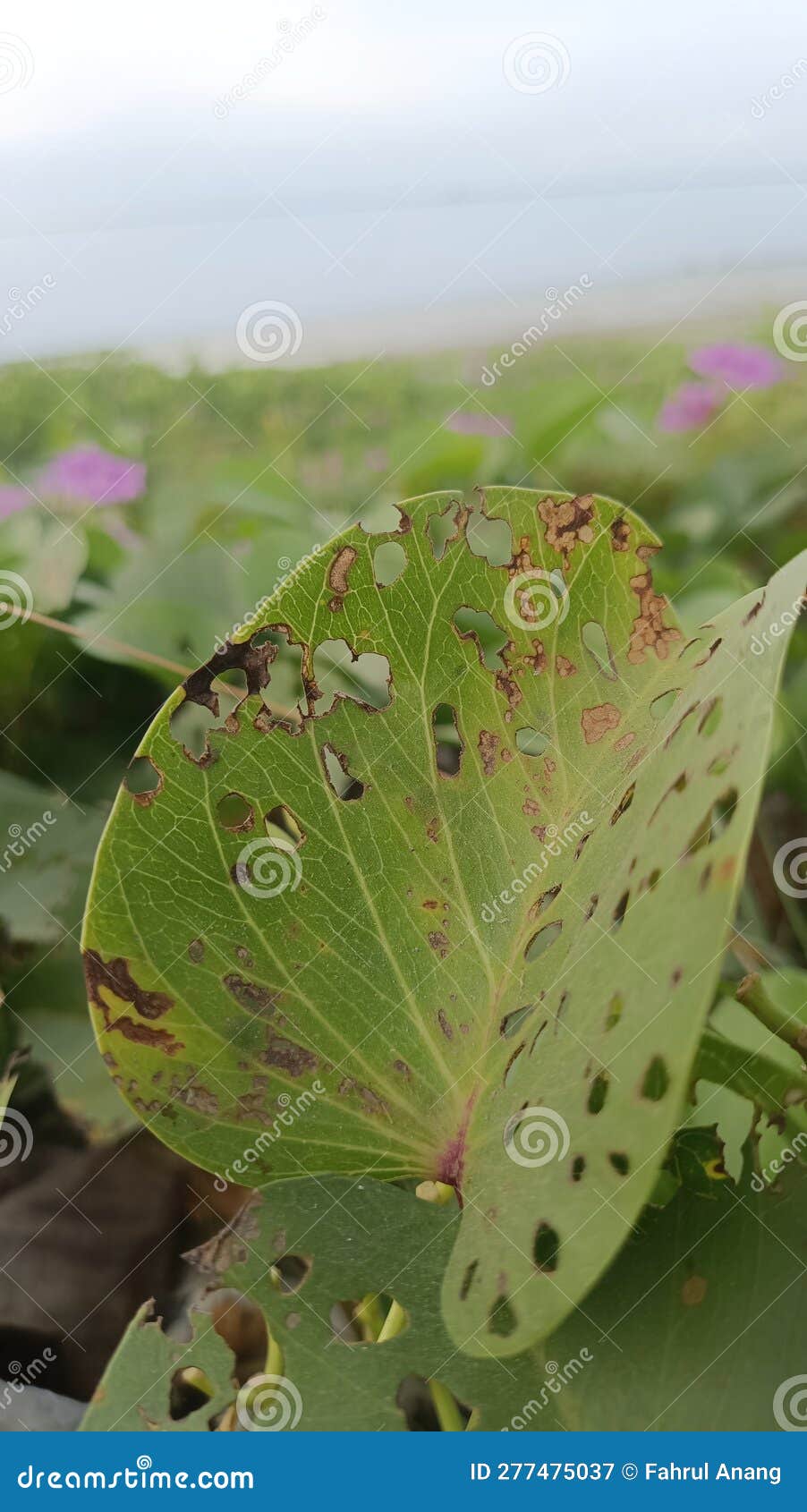 Mesmerizing Beauty of the Swiss Cheese Plant Leaf Stock Image - Image ...