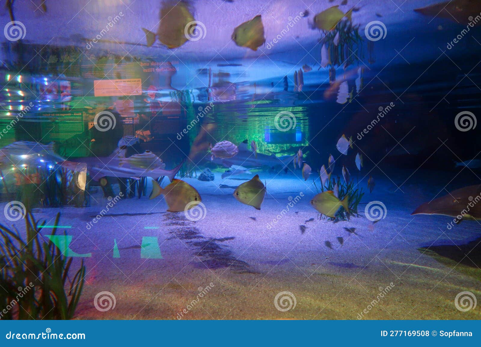 Mesmerizing Blue Creatures and Fish: a Spooky Aquarium Display at ...