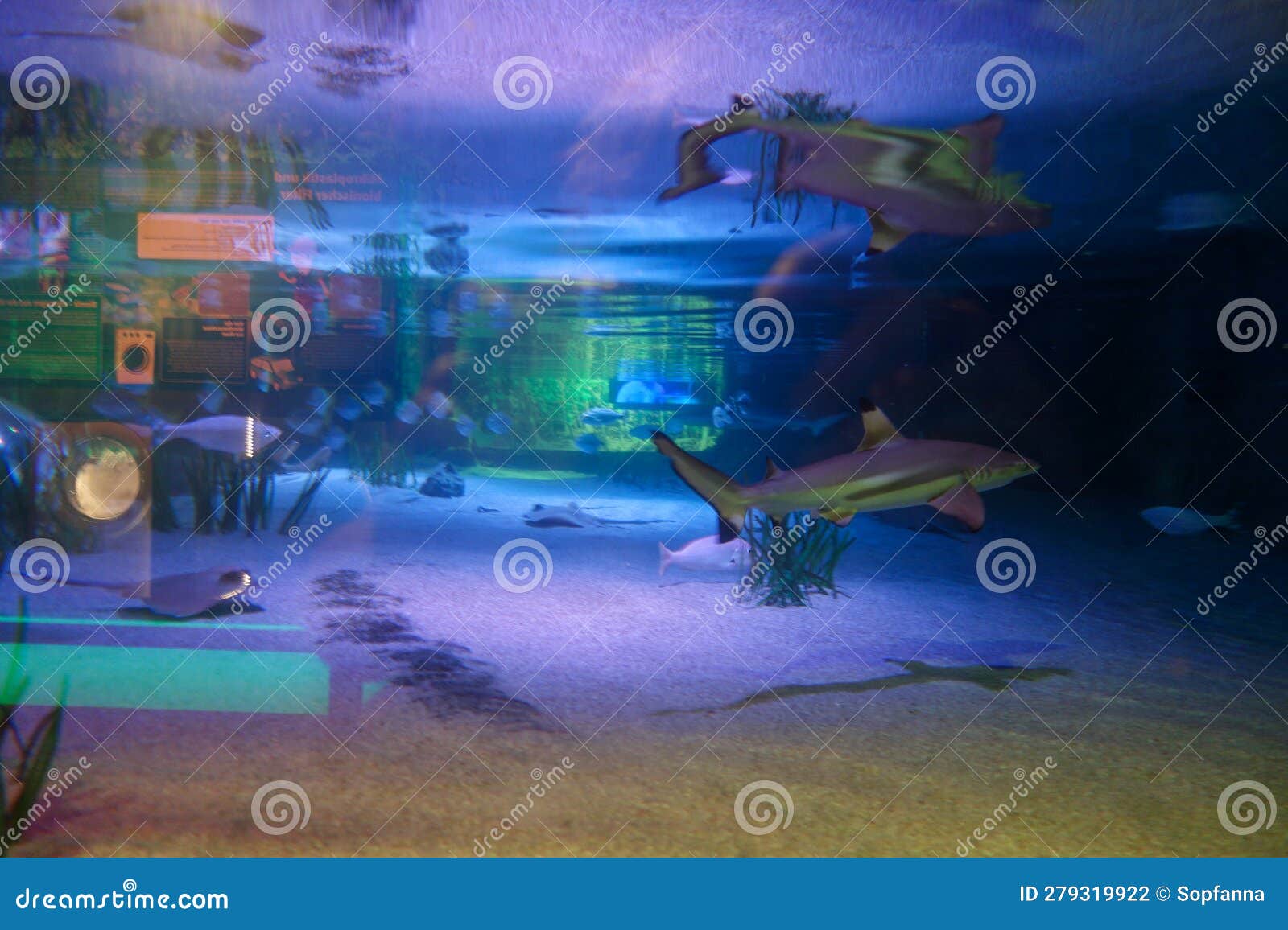 Mesmerizing Blue Creatures: a Spooky Aquarium Display at Sealife ...