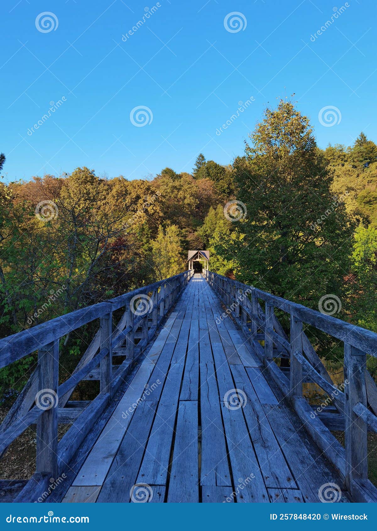 Mesmerizing Display of a Wooden Bridge Leading To a Dense Forest Stock ...