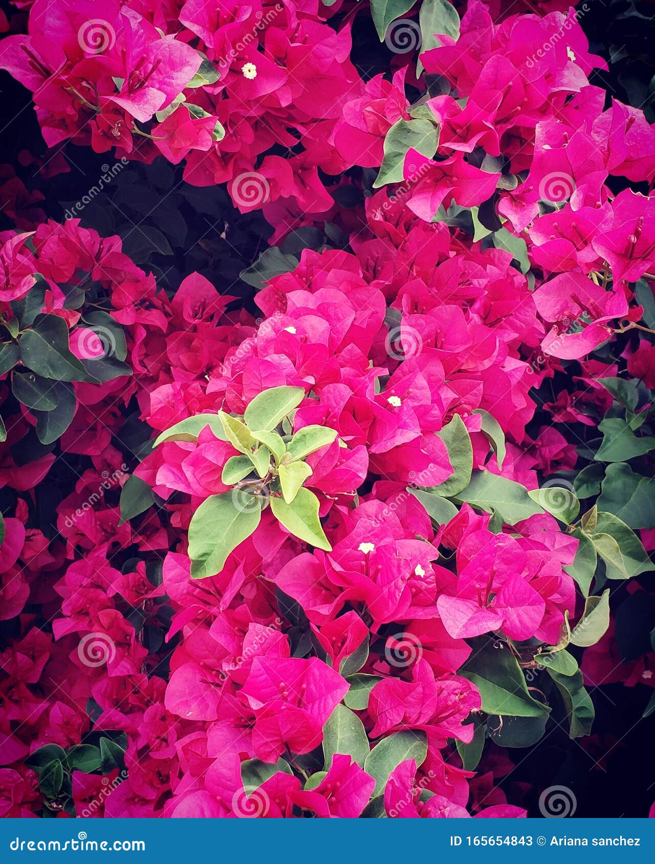 Mesmerizing flowers stock image. Image of vibrant, mesmerizing - 165654843