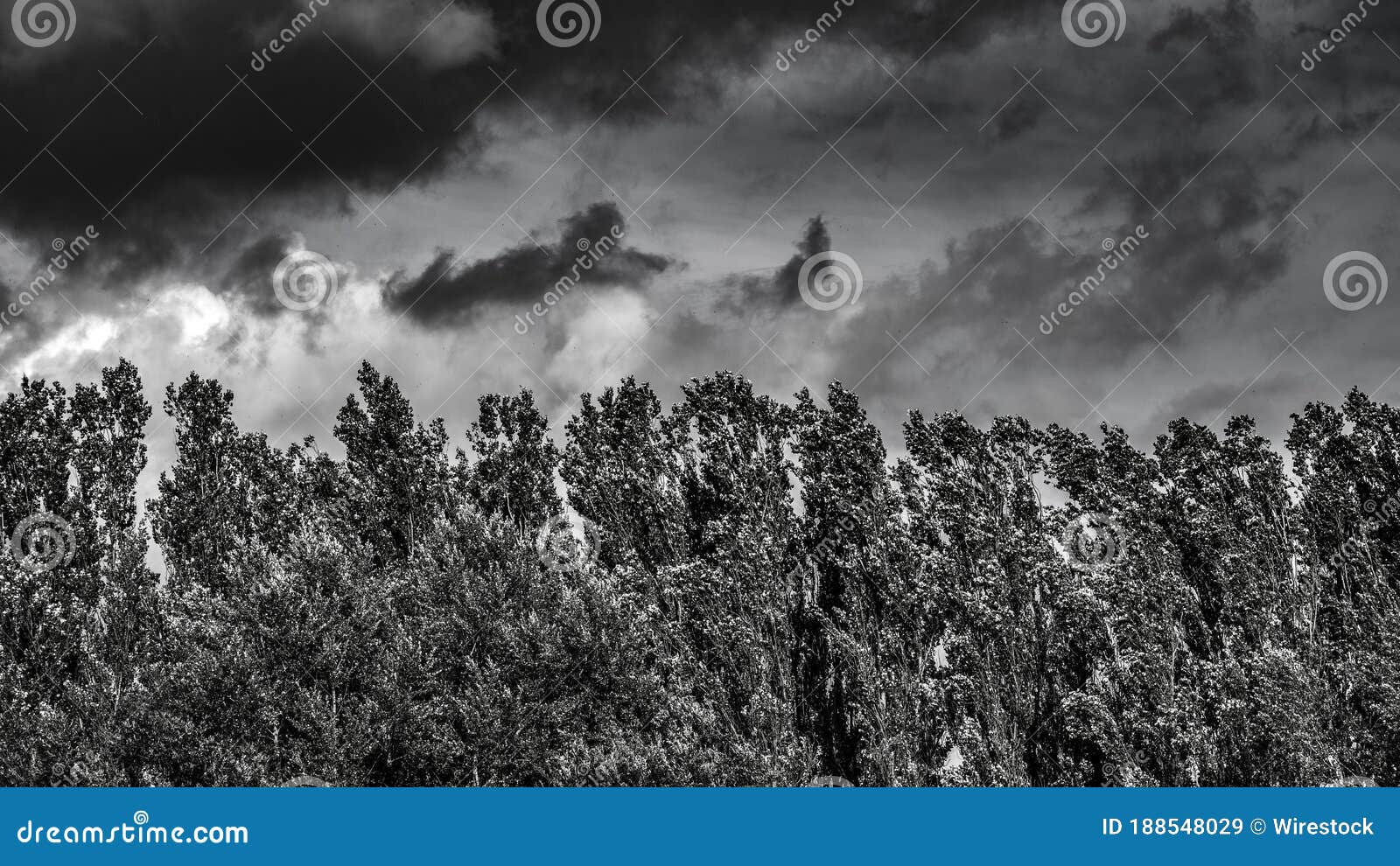 Mesmerizing Grey Scale Shot of the Angry Clouds through the Trees Stock ...