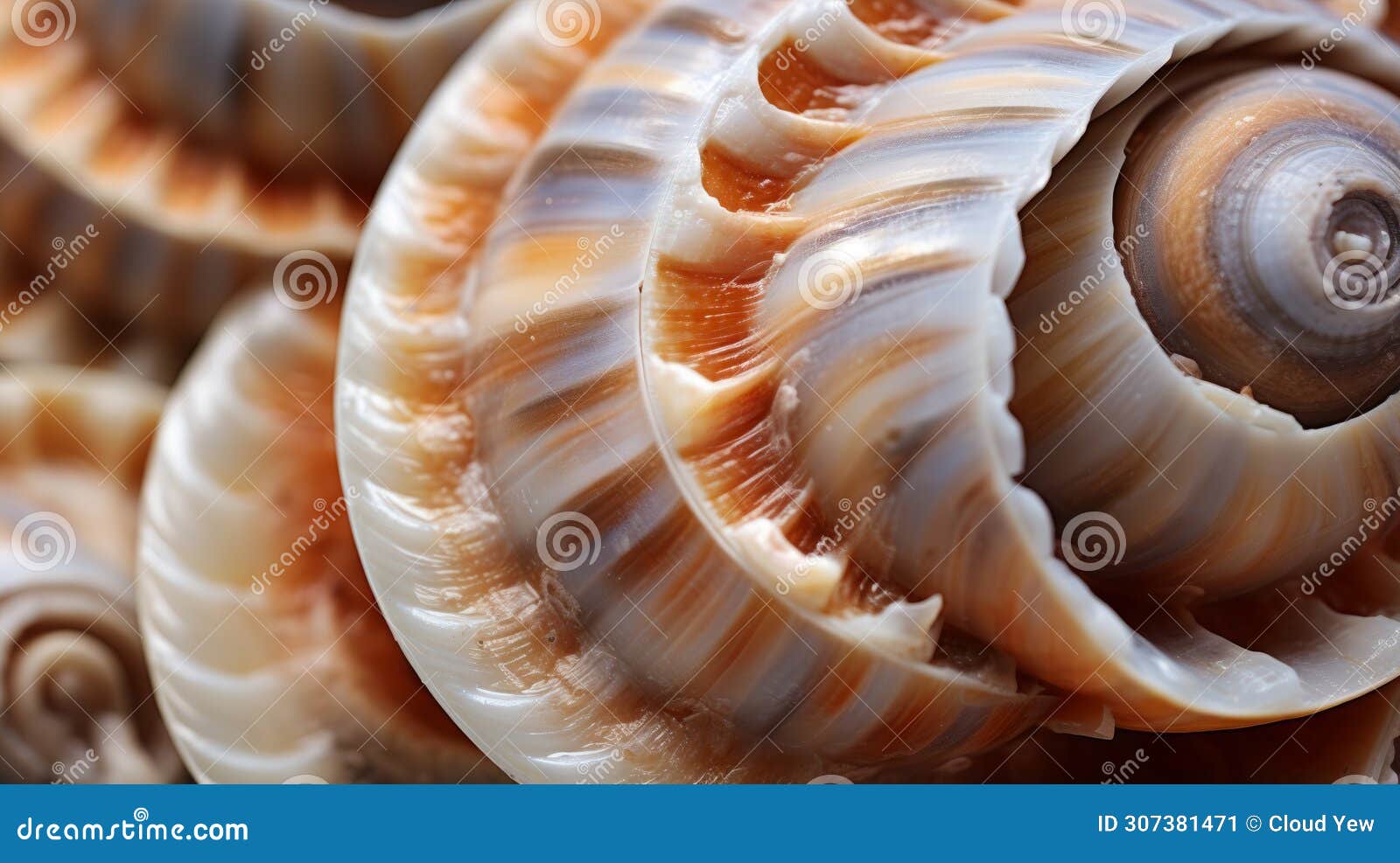 Mesmerizing Hyper Zoom into the Texture of a Seashell Stock ...