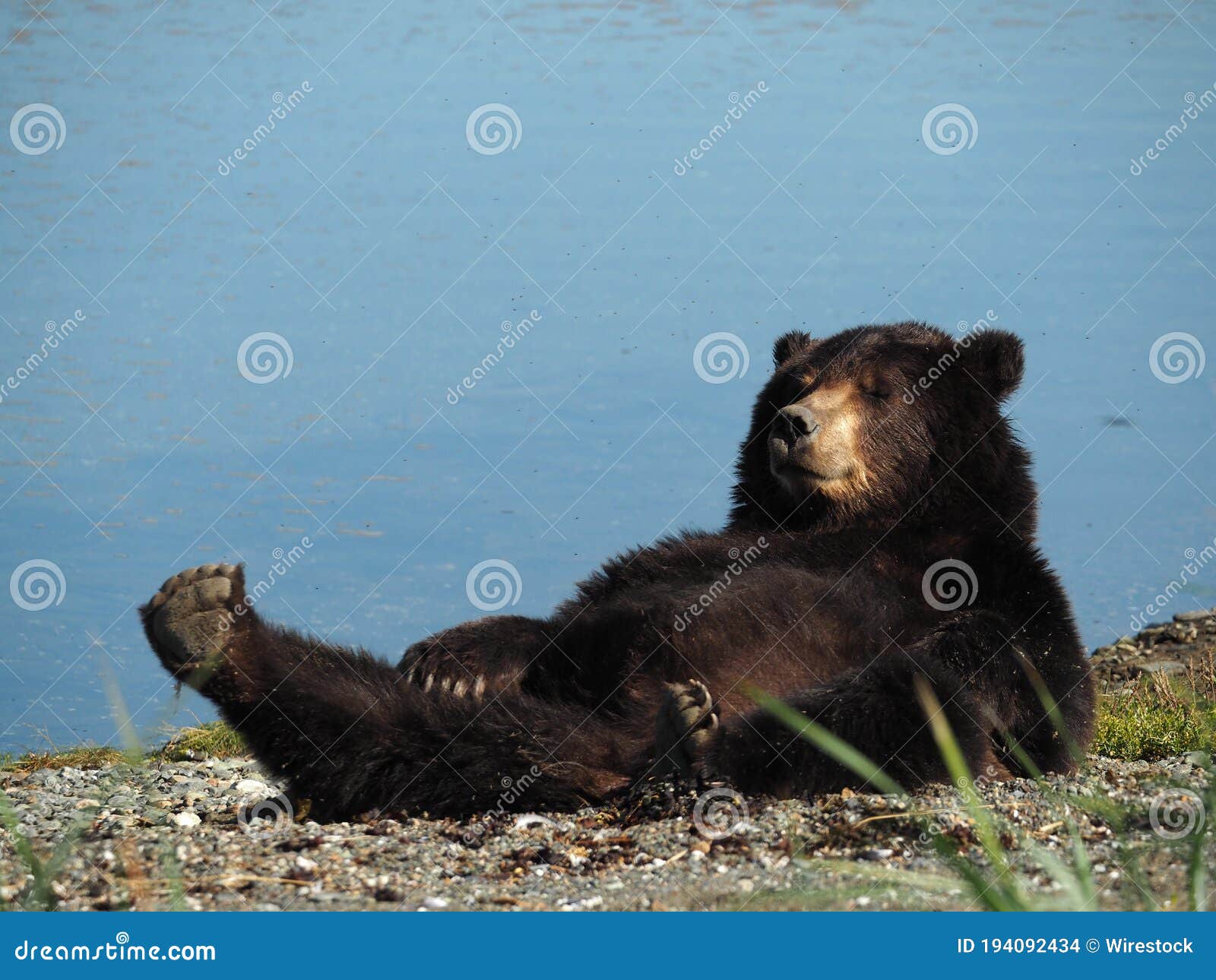Mesmerizing Shot of an Adorable Brown Bear Lying on the Ground Stock ...