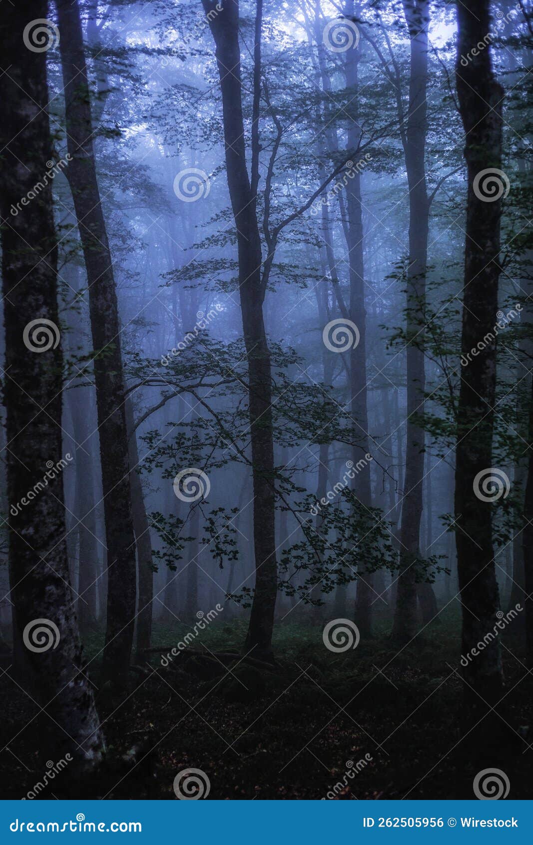 Mesmerizing Shot of a Dark Gloomy Forest in Blue Evening Light Stock ...