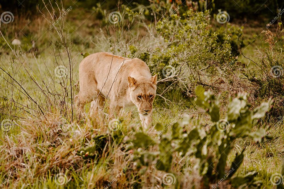 Mesmerizing Shot of a Tiger Standing on the Grass and Looking Forward ...