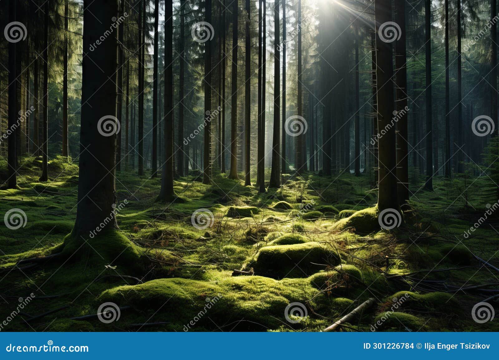 Mesmerizing Sunbeams Illuminating a Captivating Misty Forest with ...