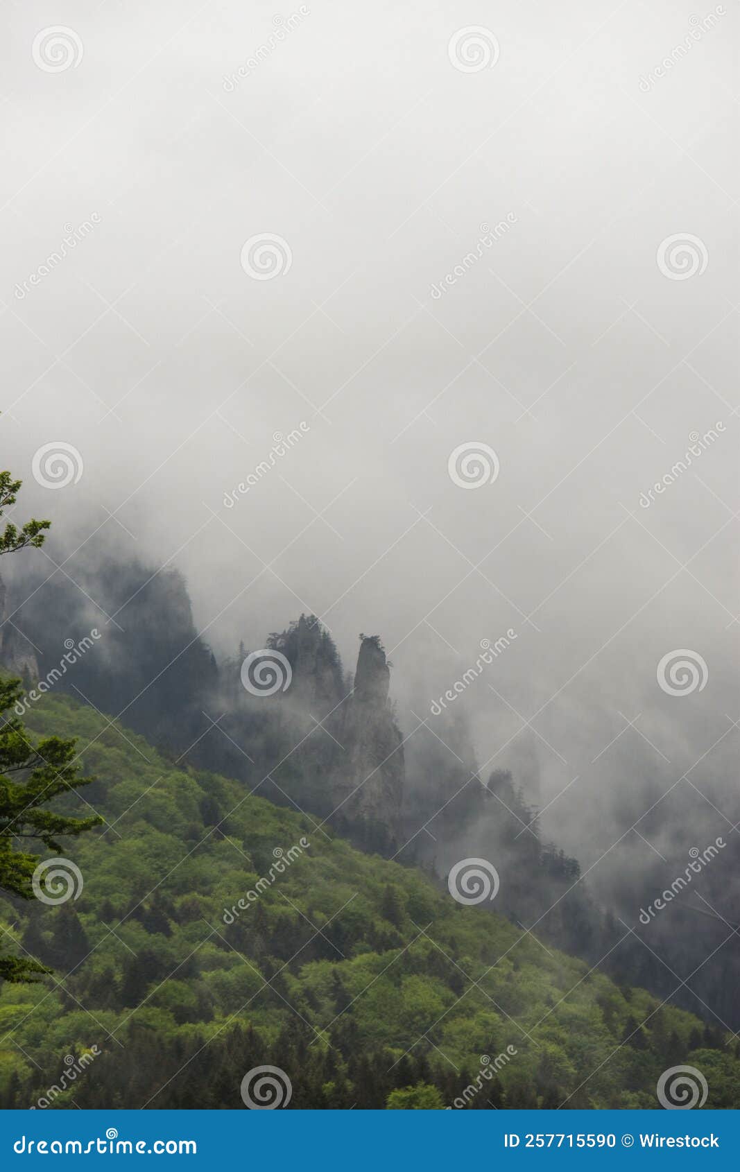 Mesmerizing Vertical View of a Green Forest on the Hillside Covered ...