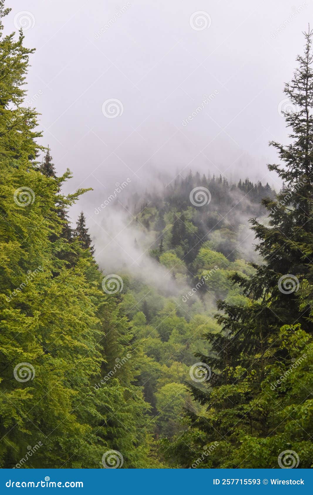 Mesmerizing Vertical View of a Green Forest on the Hillside Covered ...