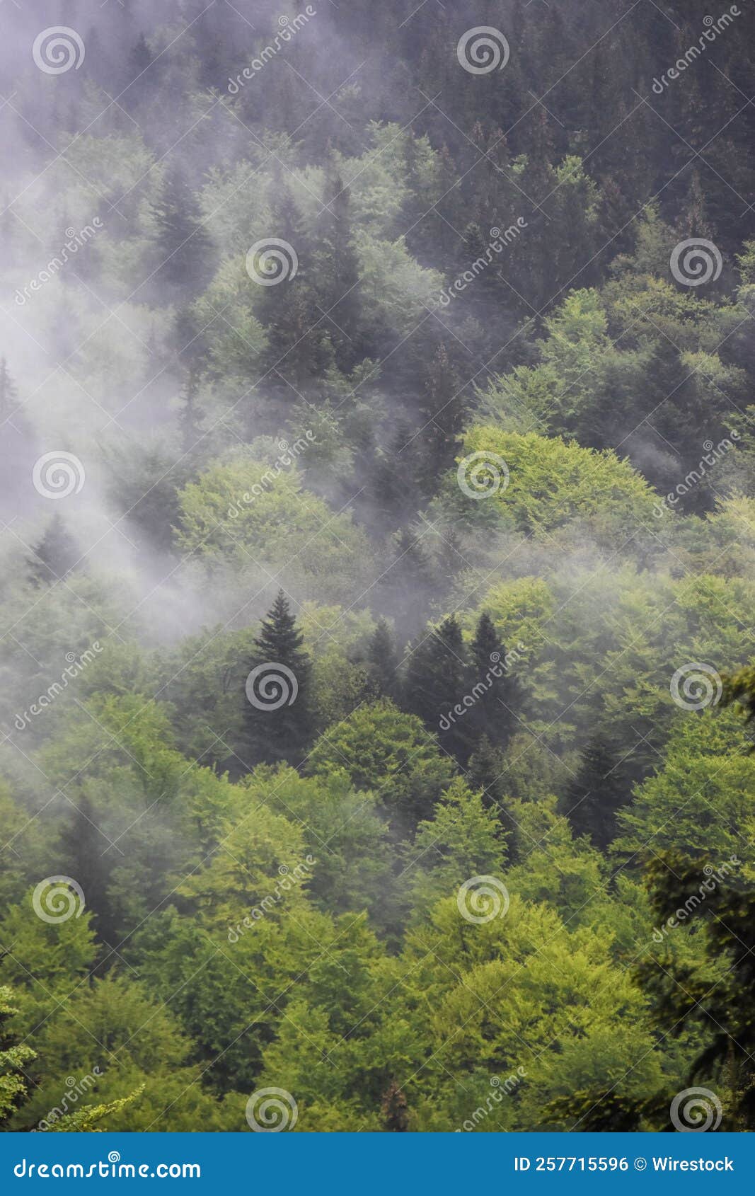 Mesmerizing Vertical View of a Green Forest on the Hillside Covered ...