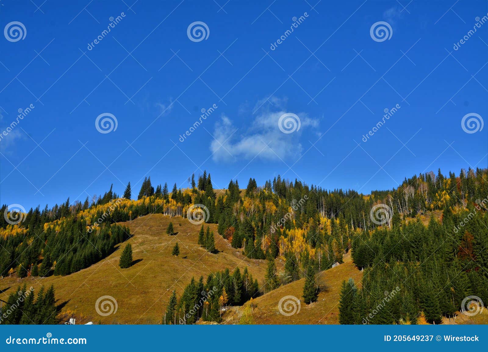 Mesmerizing View from a Colorful Fir Forest Stock Image - Image of ...