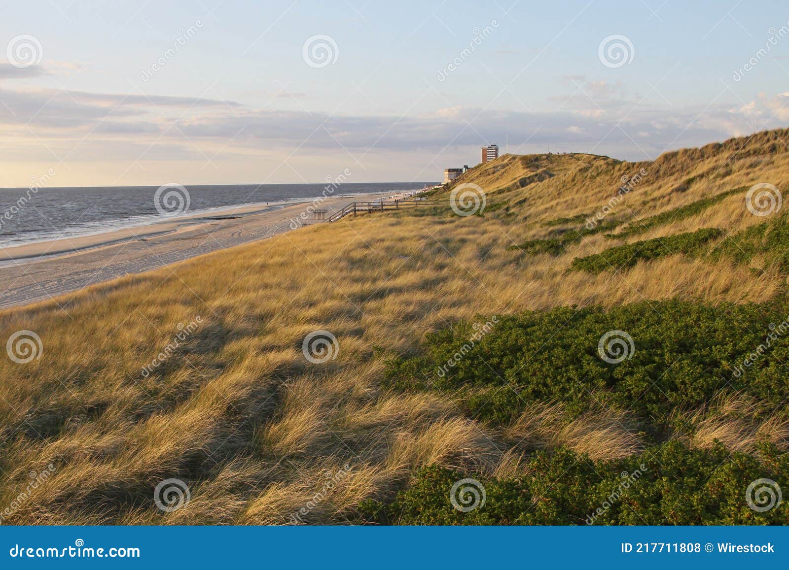 Mesmerizing View of Dune Grass with an Ocean during Sunset Stock Photo ...