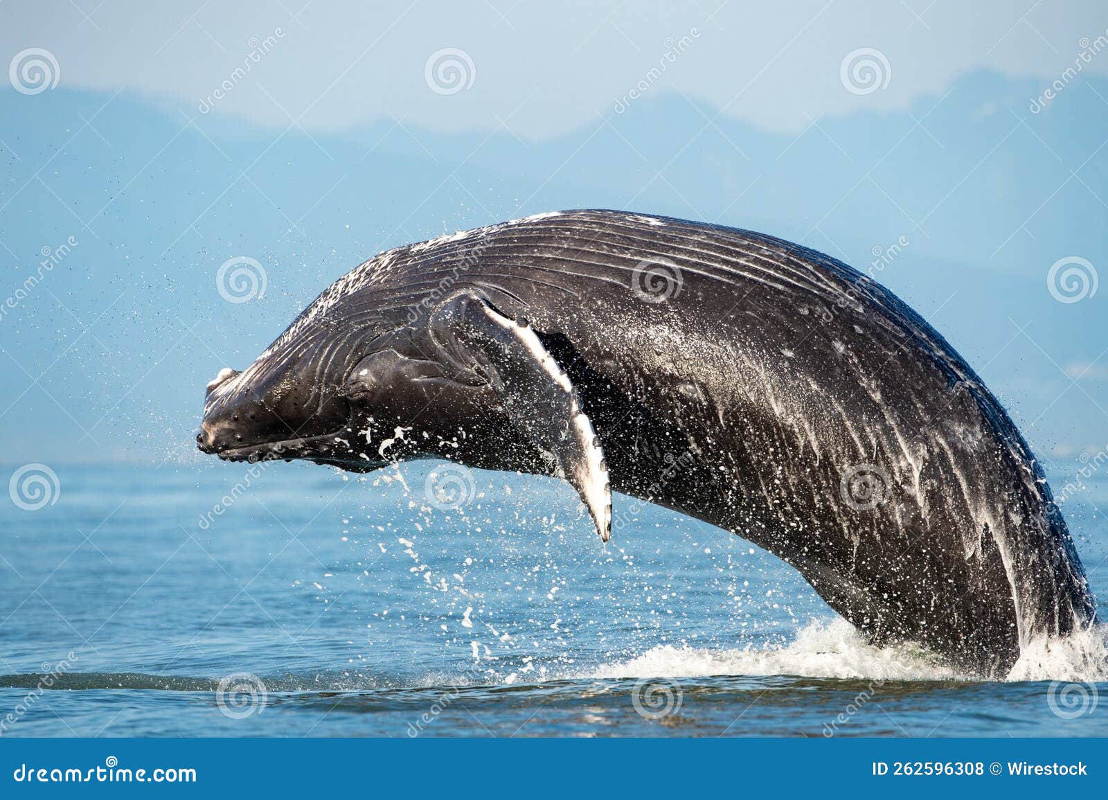 Mesmerizing View of Humpback Whale Breach Jumping in the Air Stock ...