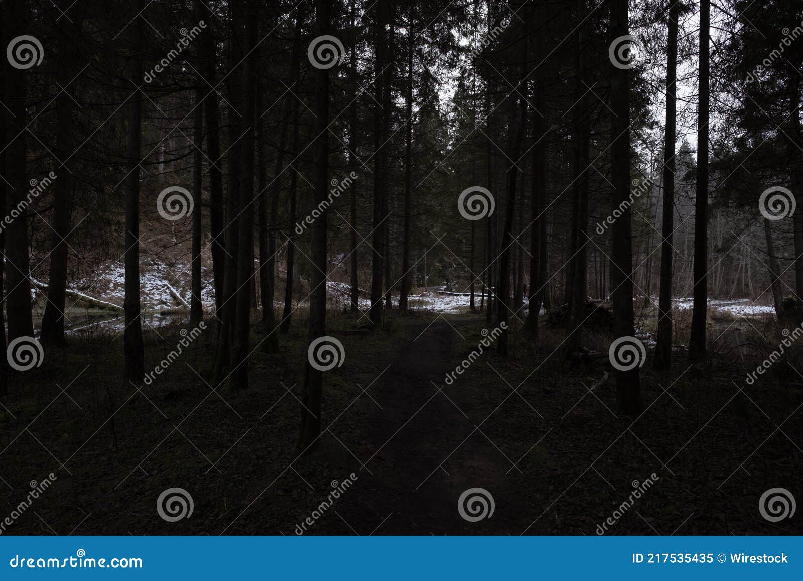 Mesmerizing View of a Mystery Forest in the Mist Stock Image - Image of ...