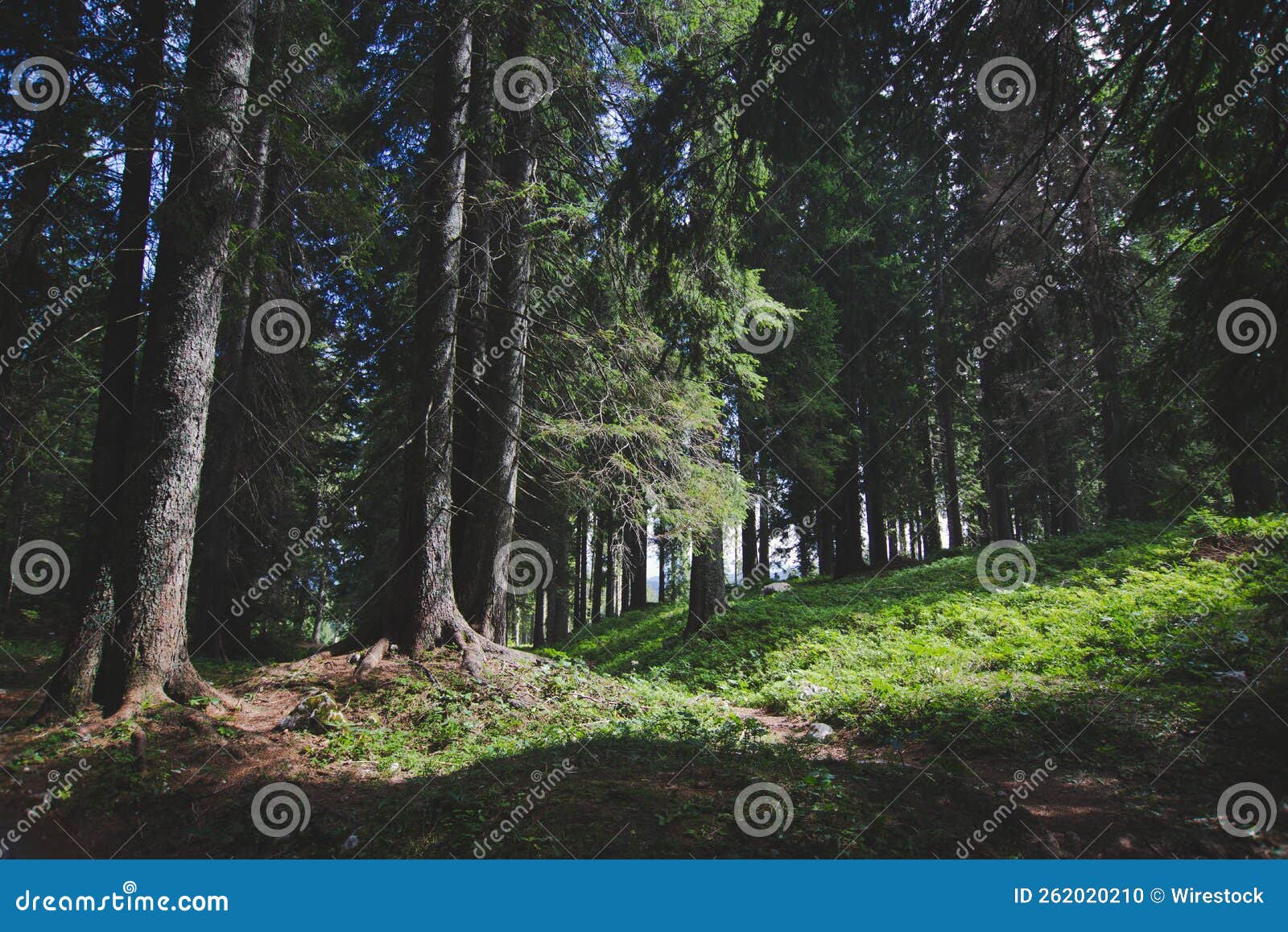 Mesmerizing View of the Rows of Old High Trees in the Dense Forest in ...