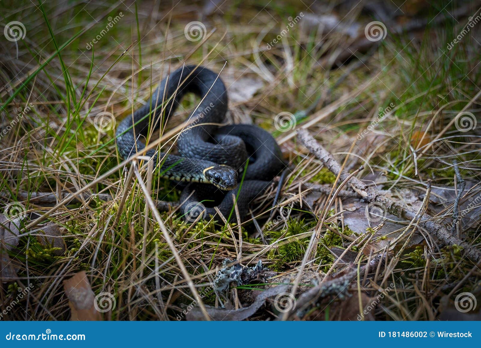 Mesmerizing View of Serpent Snake Curled Up in the Grass Stock Photo ...