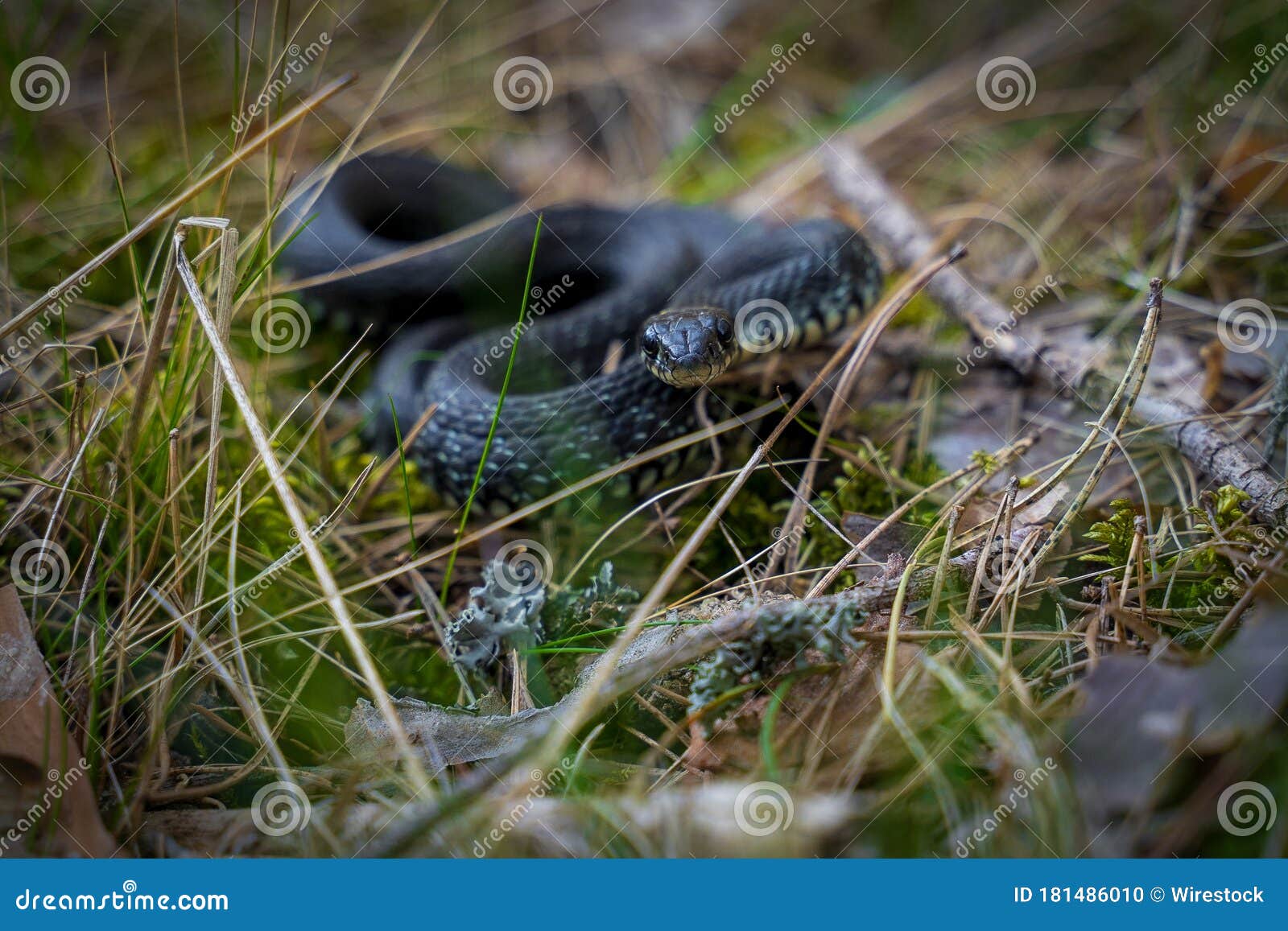 Mesmerizing View of Serpent Snake Curled Up in the Grass Stock Photo ...