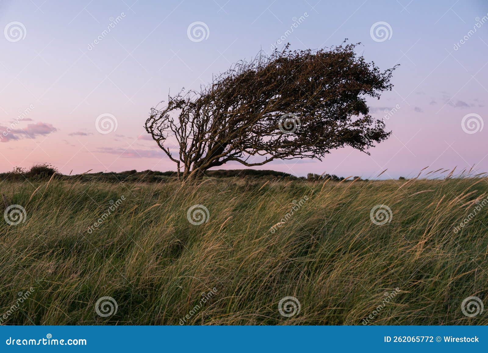 Mesmerizing View of the Single Tree in the Green Field Waving in the ...