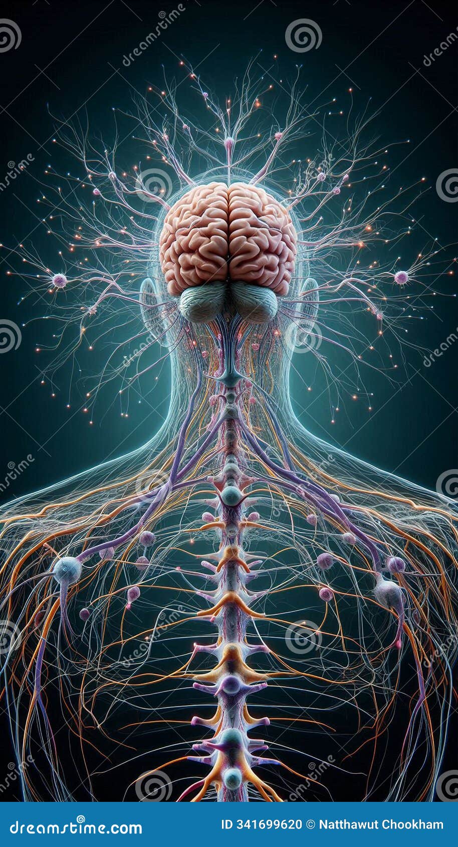 Human Nervous System with Brain and Spinal Connections Stock ...