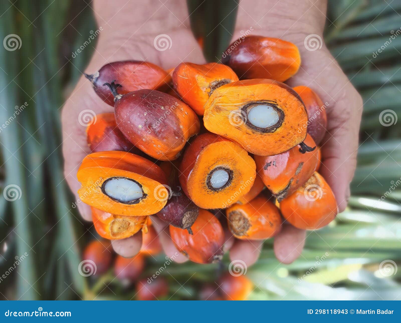 Mesocarp, Shell and Endocarp Palm Fruit Stock Image - Image of endocarp ...