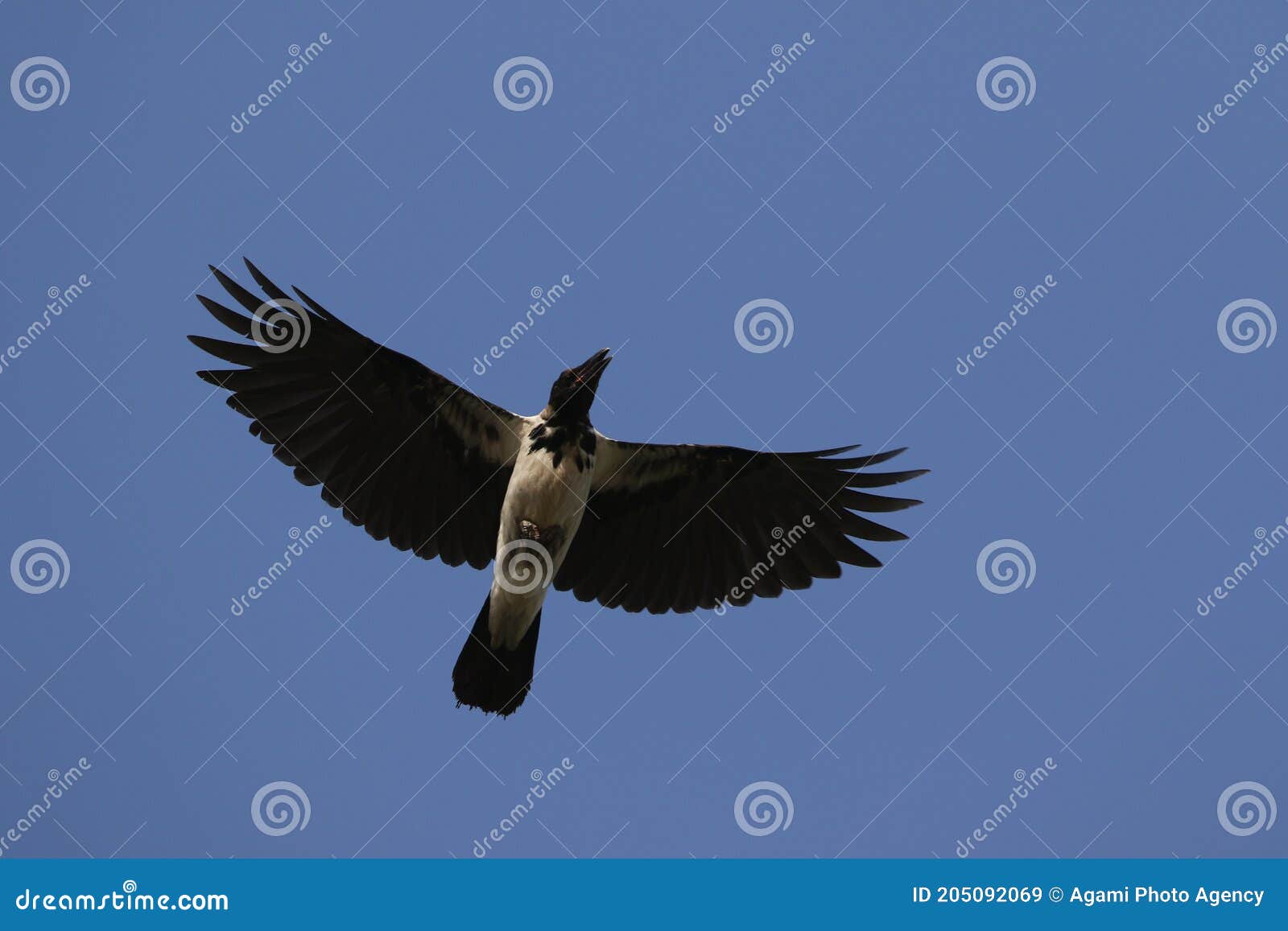 Mesopotamian Crow, Corvus (cornix) Capellanus Stock Image - Image of ...