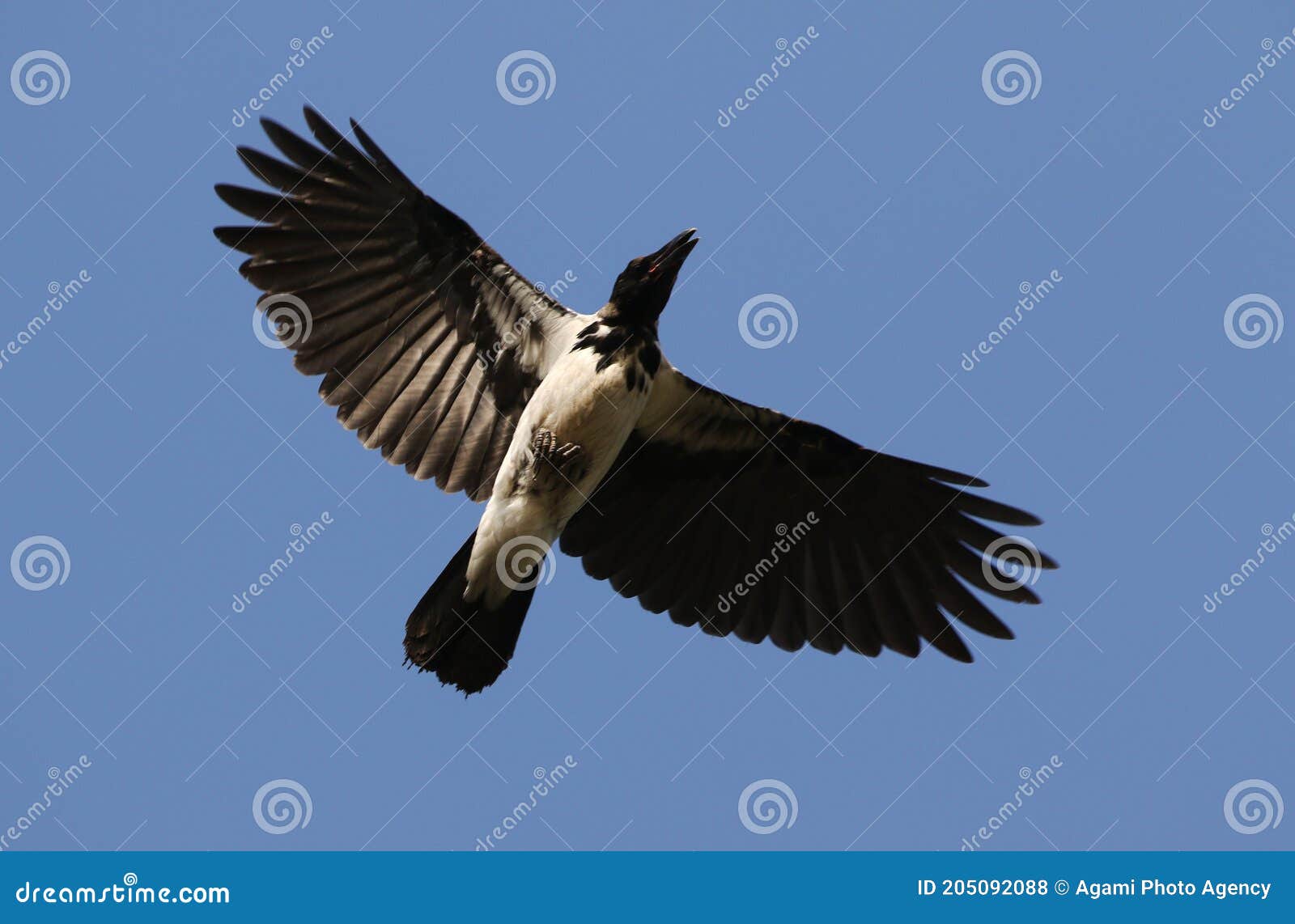 Mesopotamian Crow, Corvus (cornix) Capellanus Stock Photo - Image of ...