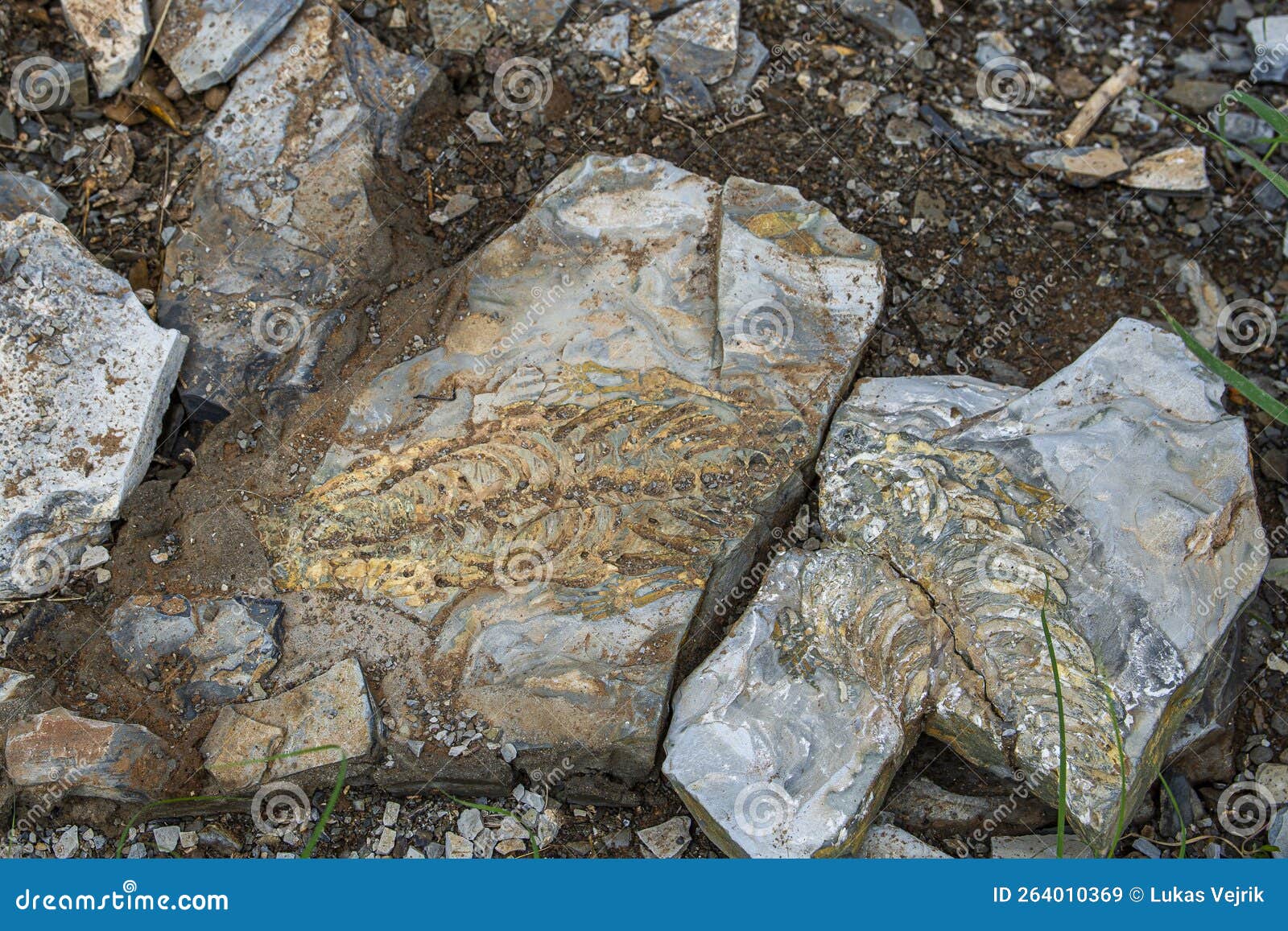 Mesosaurus Fossil in African Bush in Namibia Stock Image - Image of ...