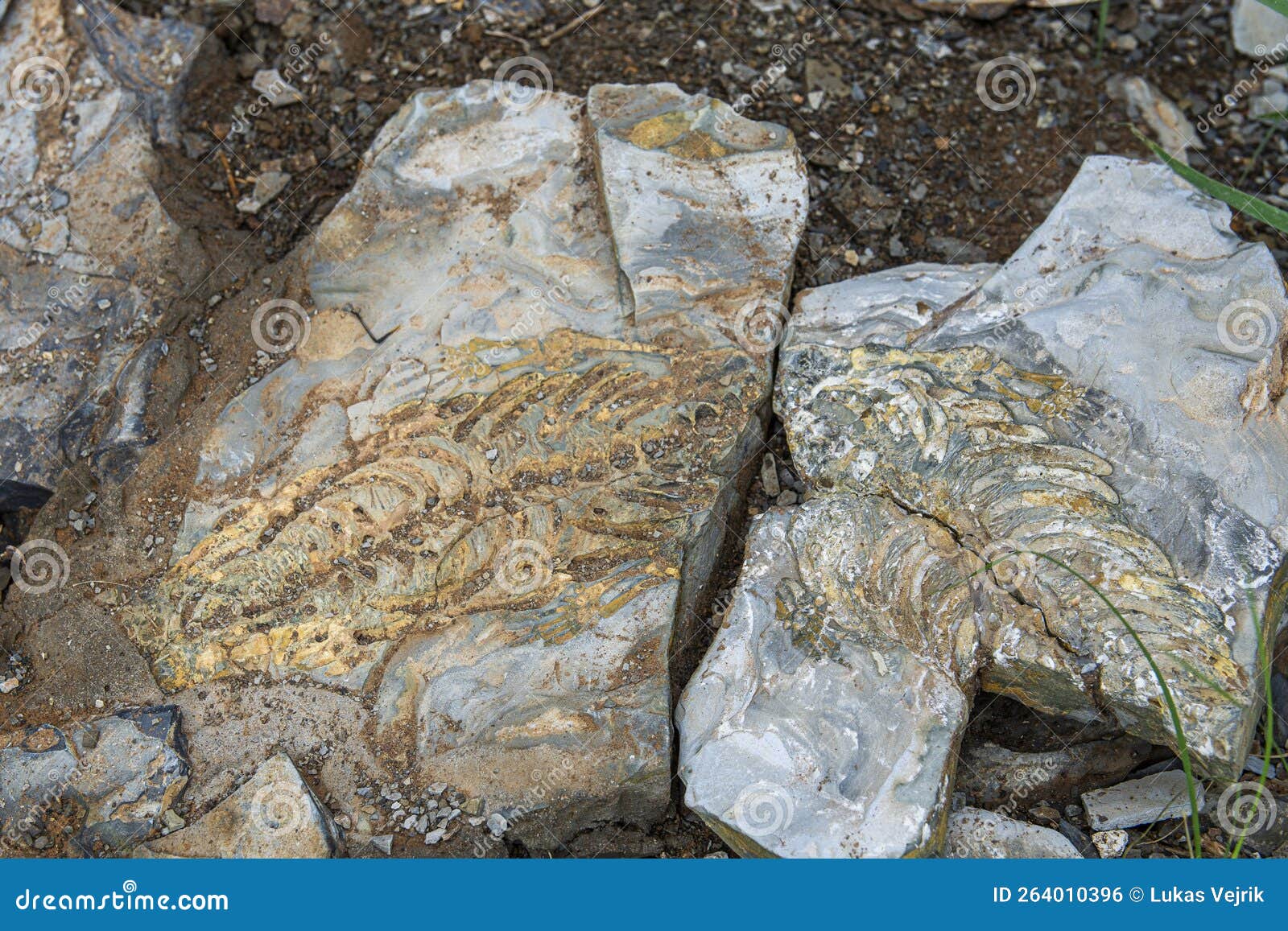 Mesosaurus Fossil in African Bush in Namibia Stock Photo - Image of ...
