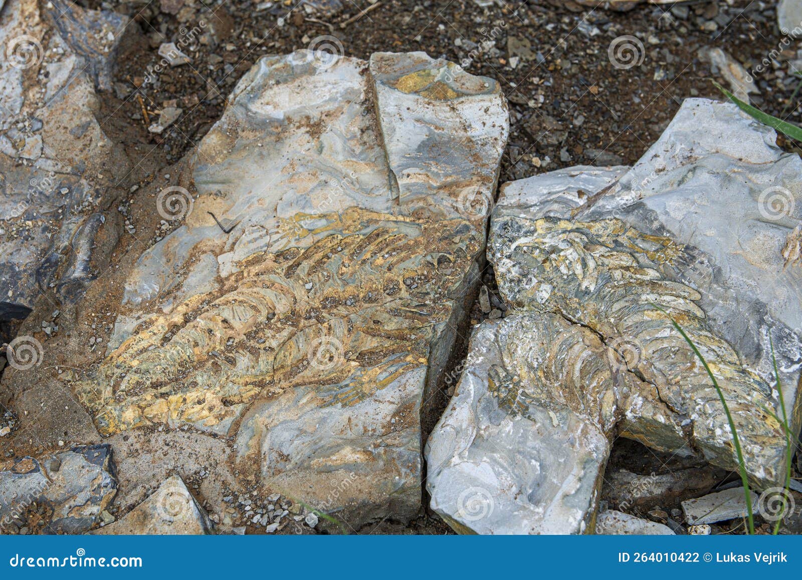 Mesosaurus Fossil in African Bush in Namibia Stock Photo - Image of ...