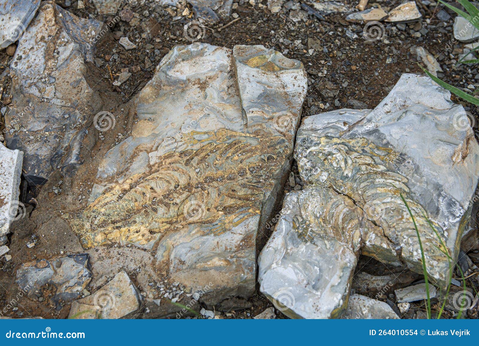 Mesosaurus Fossil in African Bush in Namibia Stock Photo - Image of ...