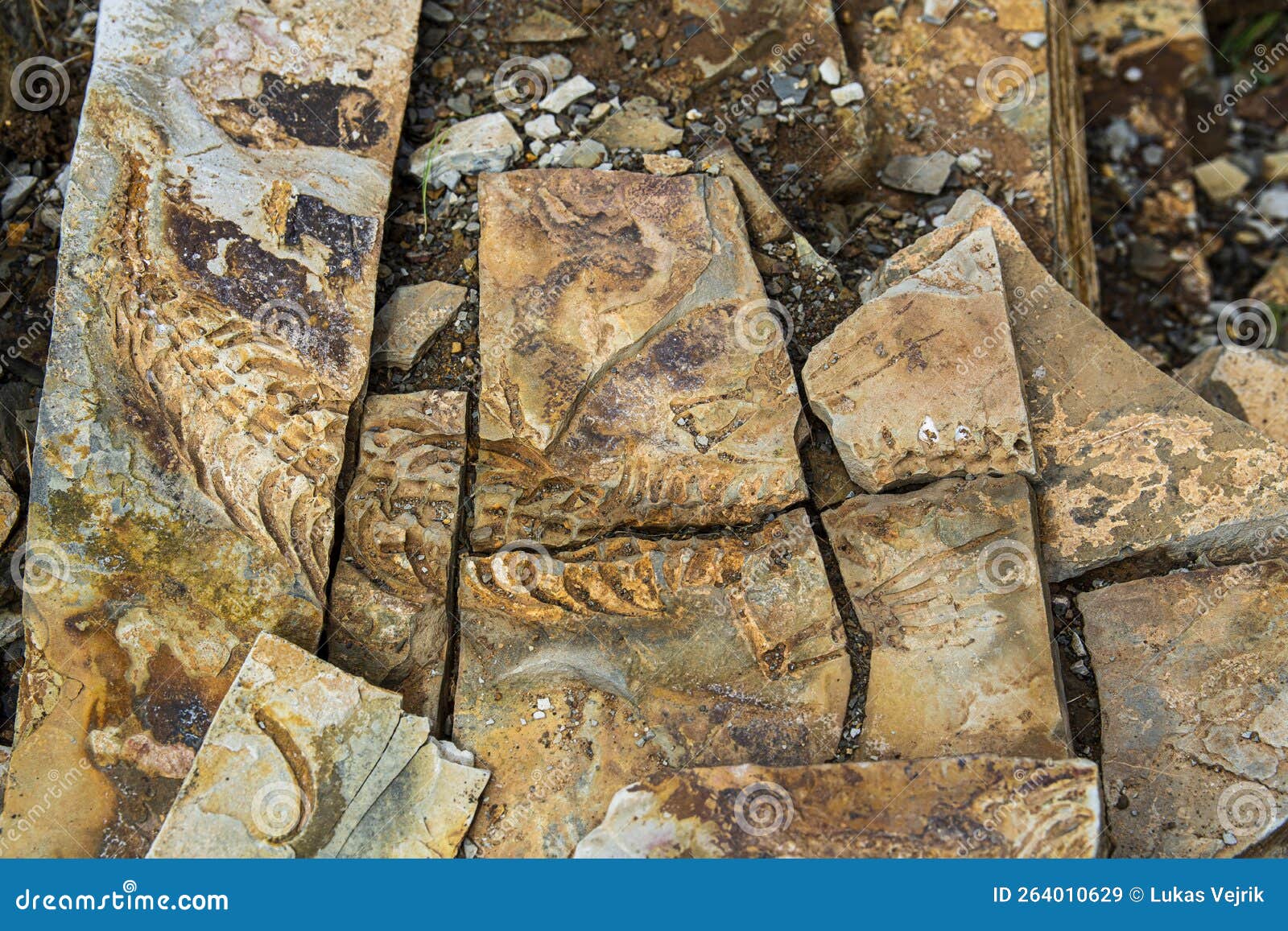 Mesosaurus Fossil in African Bush in Namibia Stock Image - Image of ...