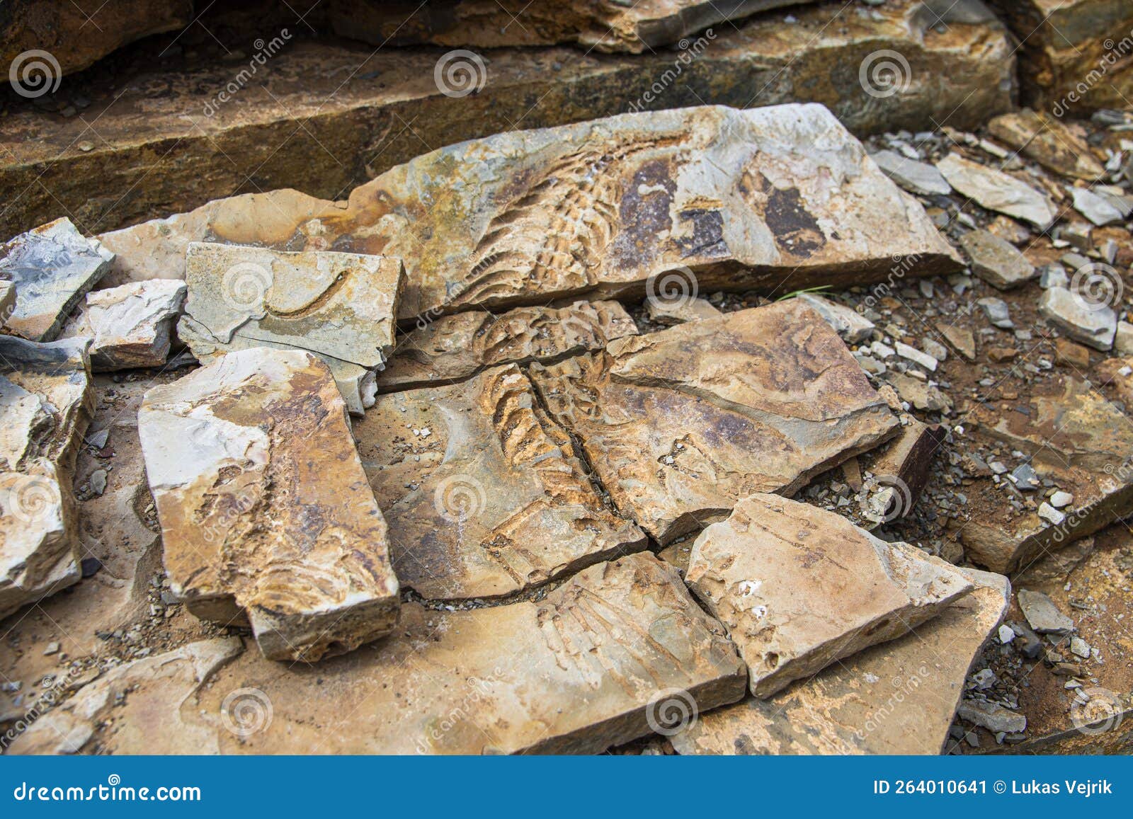 Mesosaurus Fossil in African Bush in Namibia Stock Image - Image of ...