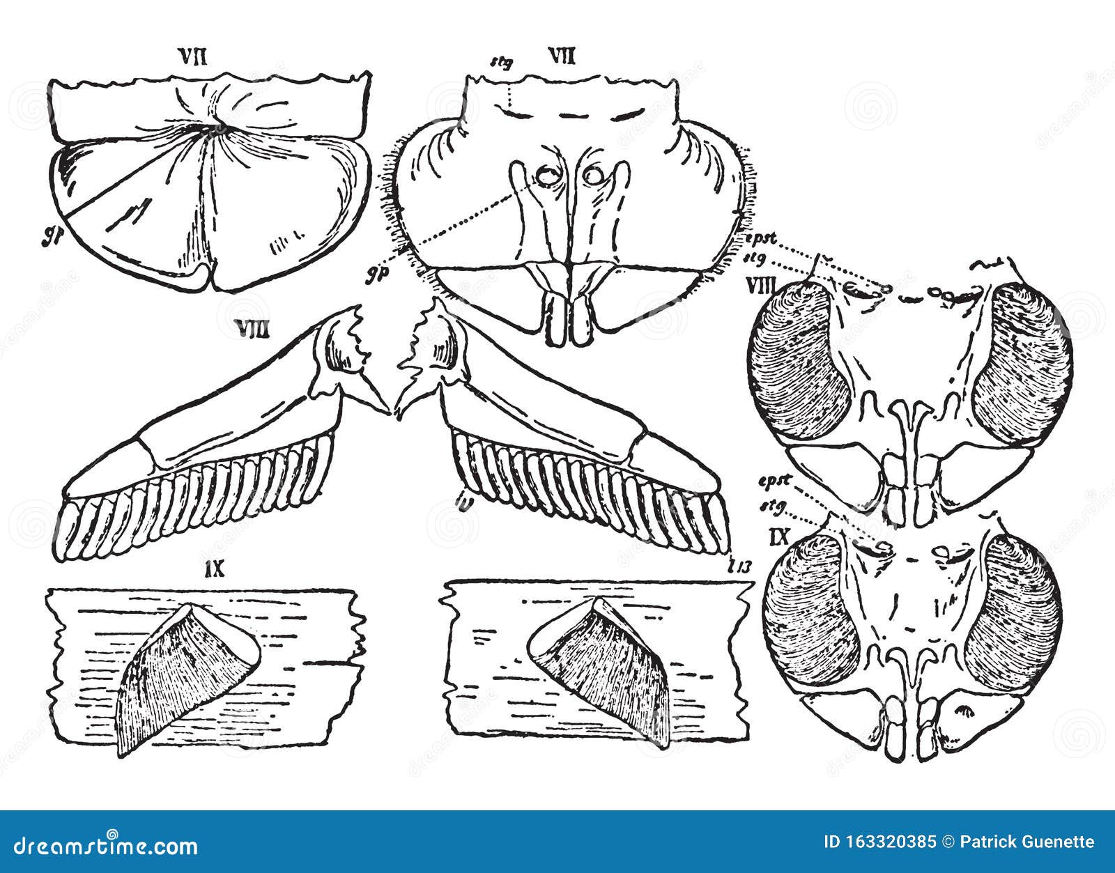 Mesosomatic Cartoons, Illustrations & Vector Stock Images - 1 Pictures ...
