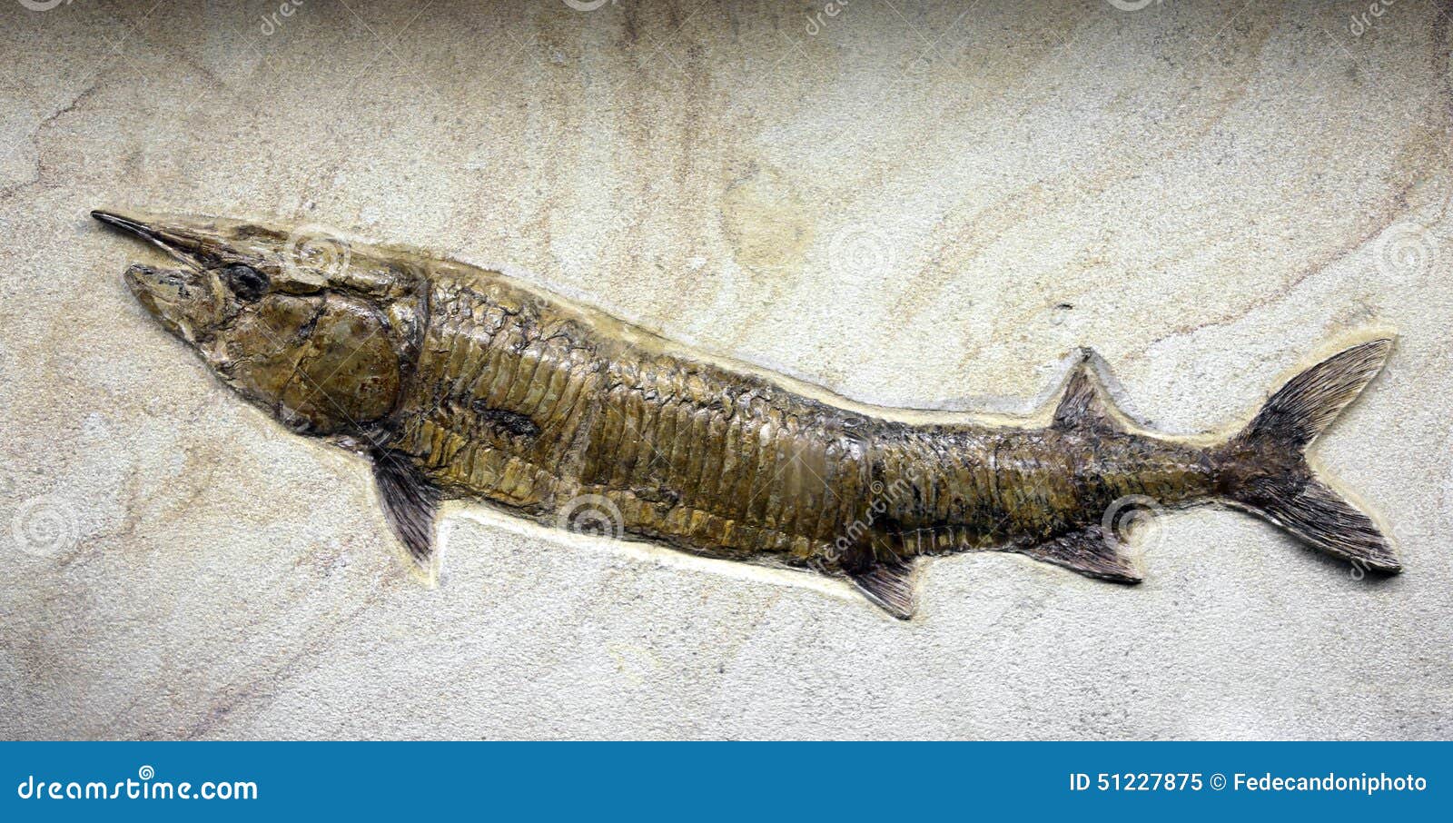 Mesozoic Age Fossil Fish Trapped in the Rock Stock Image - Image of ...