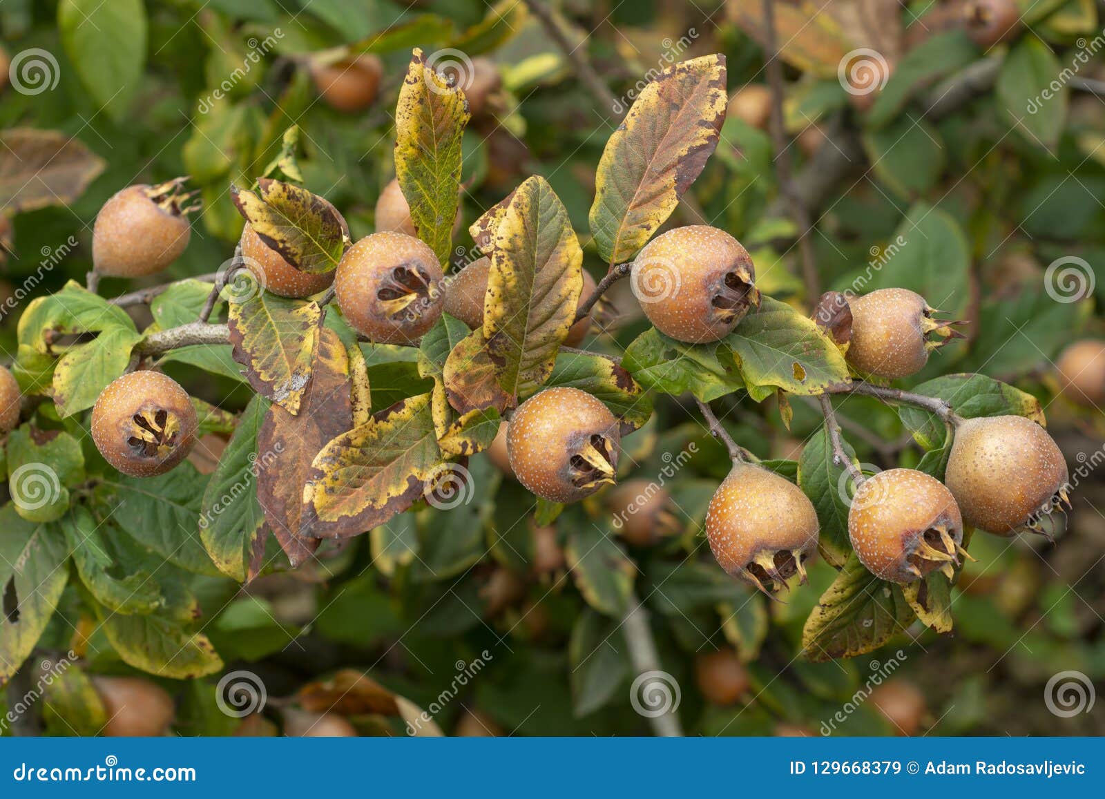 Mespilus Germanica - Common Medlar Stock Image - Image of vegan, growth ...