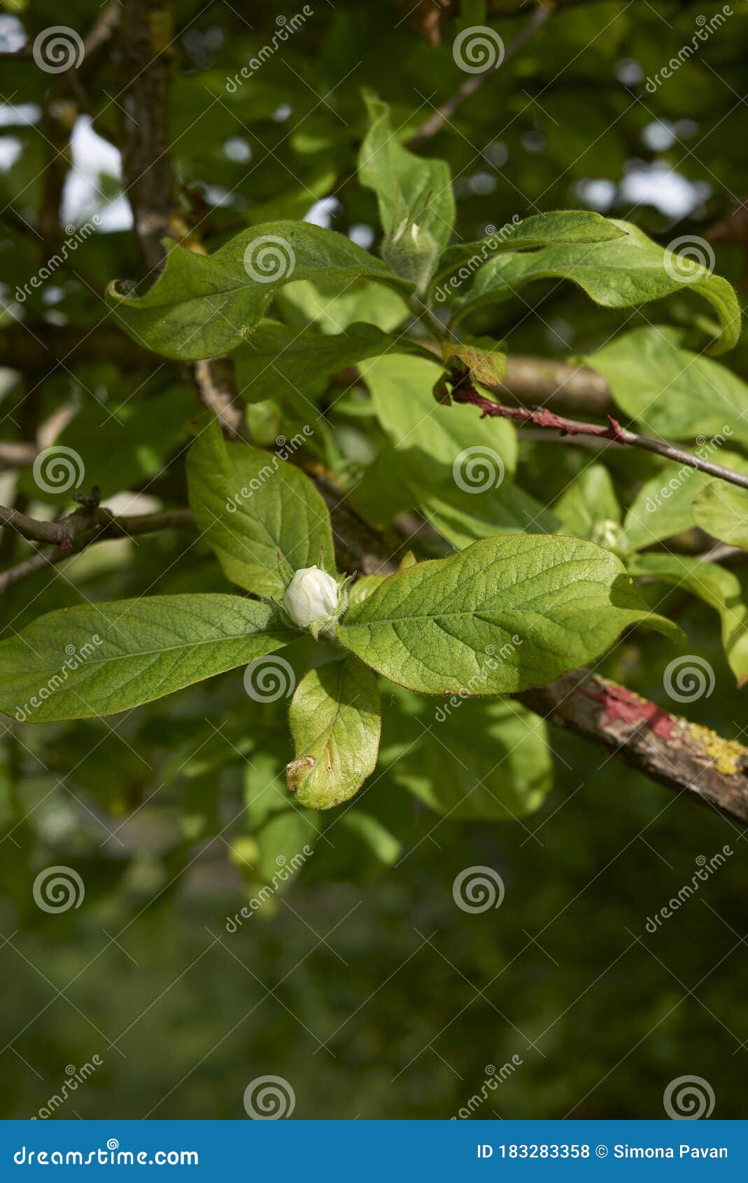 Mespilus Germanica Tree in Bloom Stock Photo - Image of beauty, fresh ...