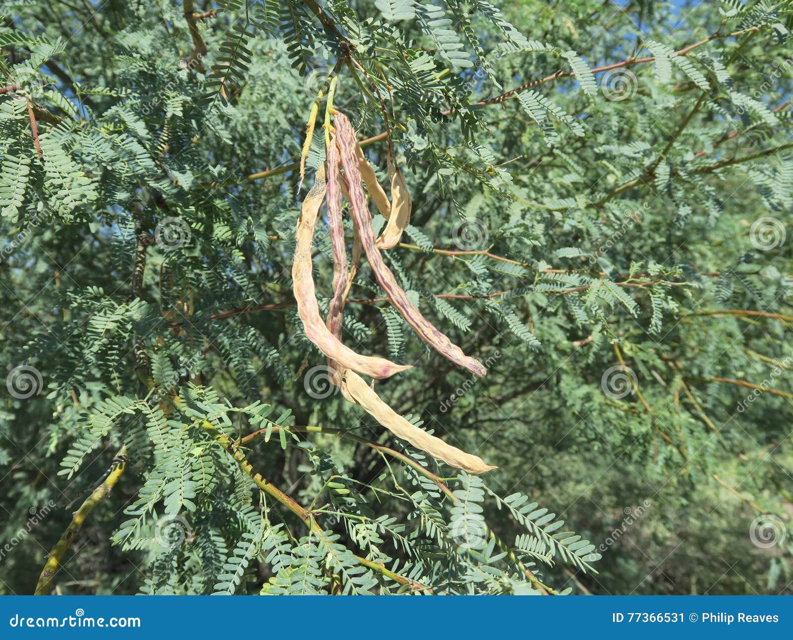 Mesquite beans on tree stock image. Image of ripe, fruit - 77366531