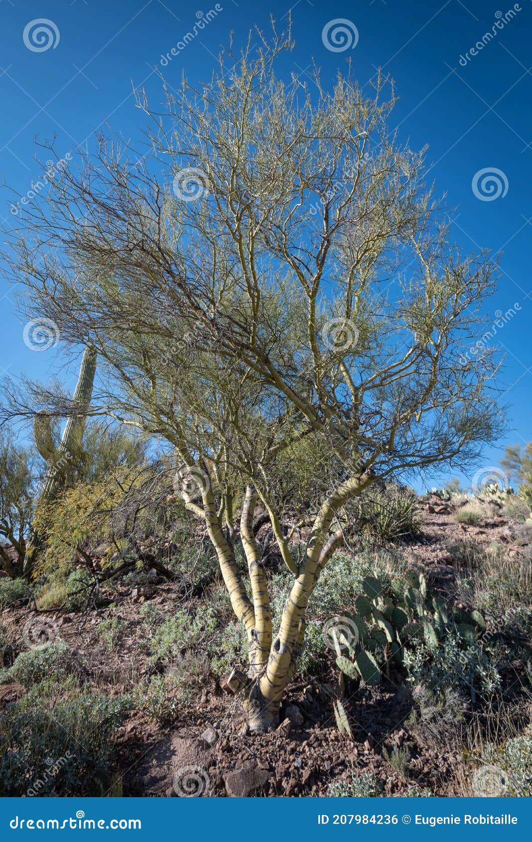 Mesquite Tree in the Desert Stock Photo - Image of environment ...