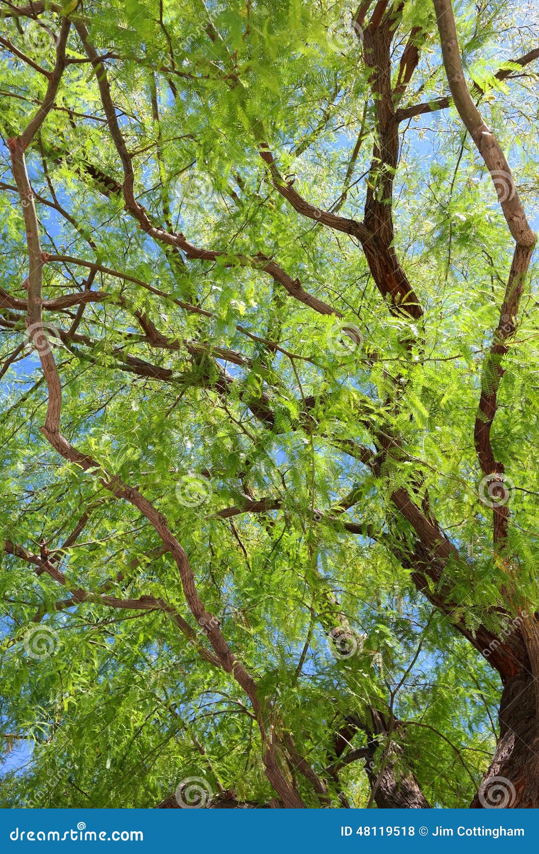 Mesquite Tree Foliage stock photo. Image of branches - 48119518