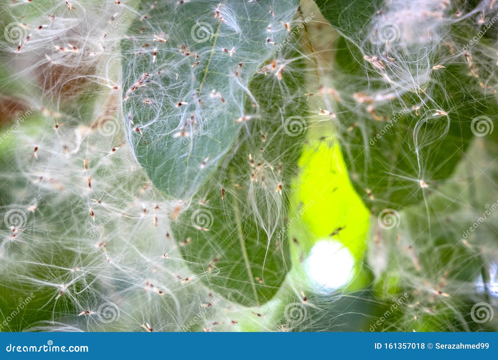 Mess of Spider Webs on a Tree or Plant Stock Photo - Image of cobweb ...