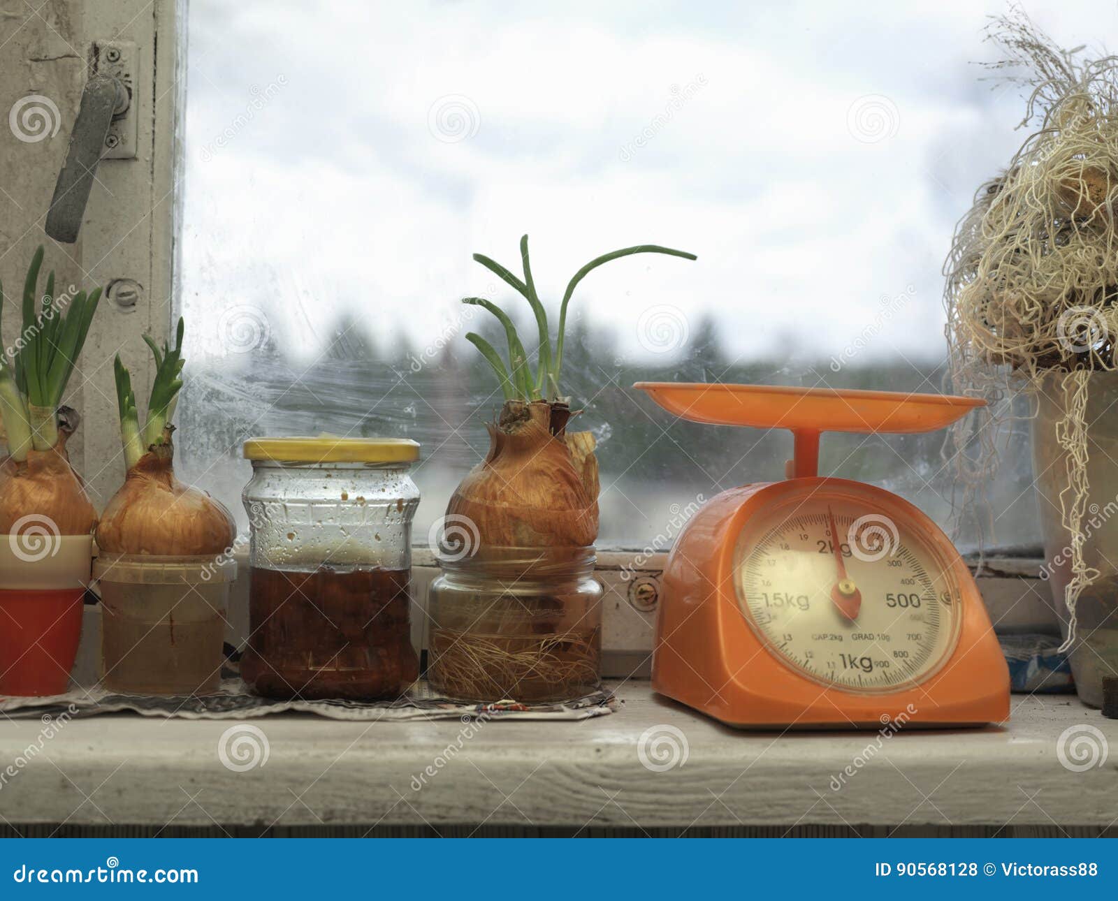 Mess on a Window Sill stock photo. Image of window, onion - 90568128